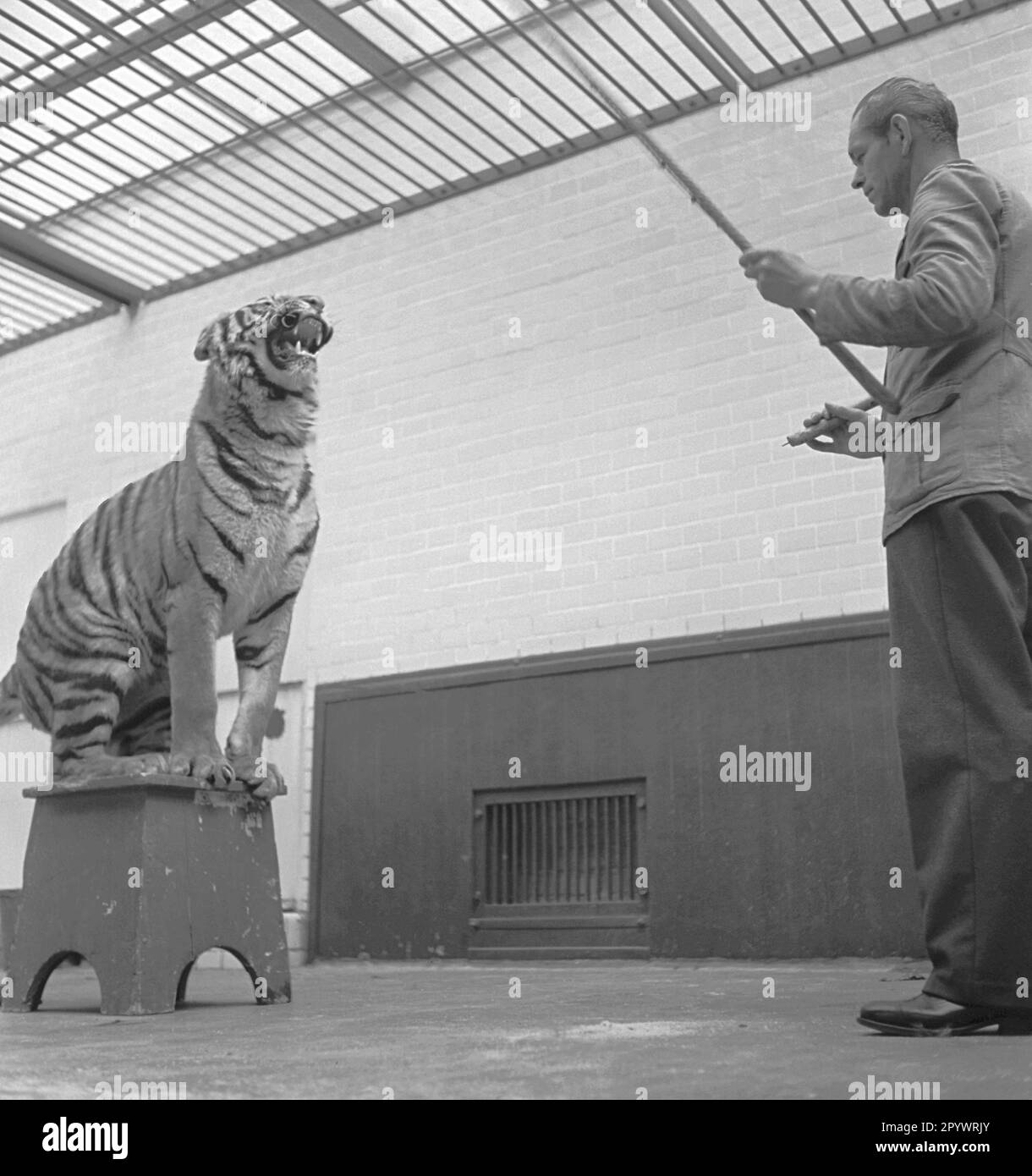 A tiger practices with a trainer, presumably in a circus. Location and ...