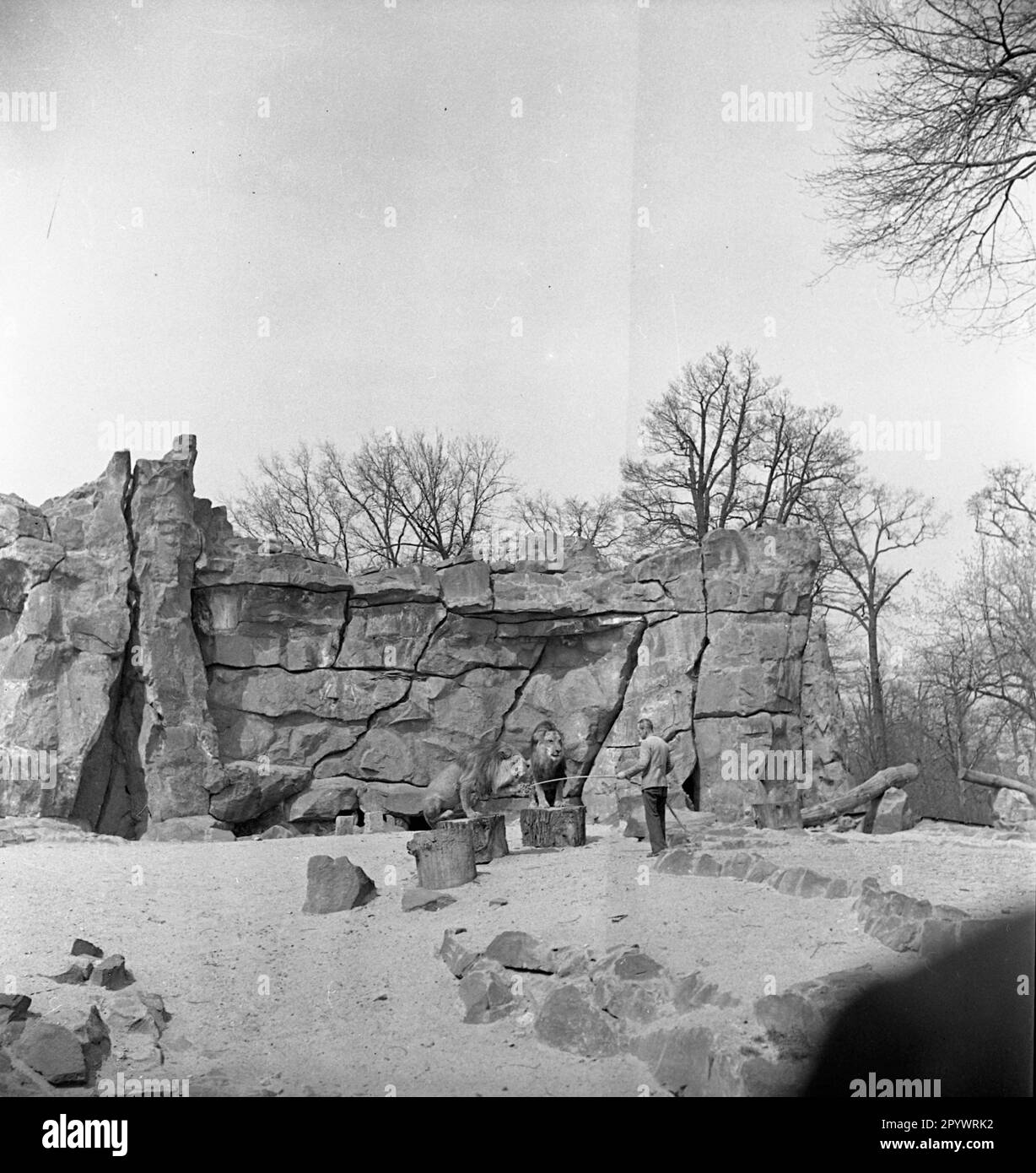 Tamer with male lions in an enclosure in a zoo or the permanent ...
