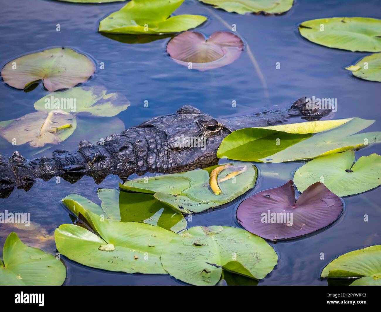 American Alligator in water with Lily Pads on the Anhinga Trail in the ...