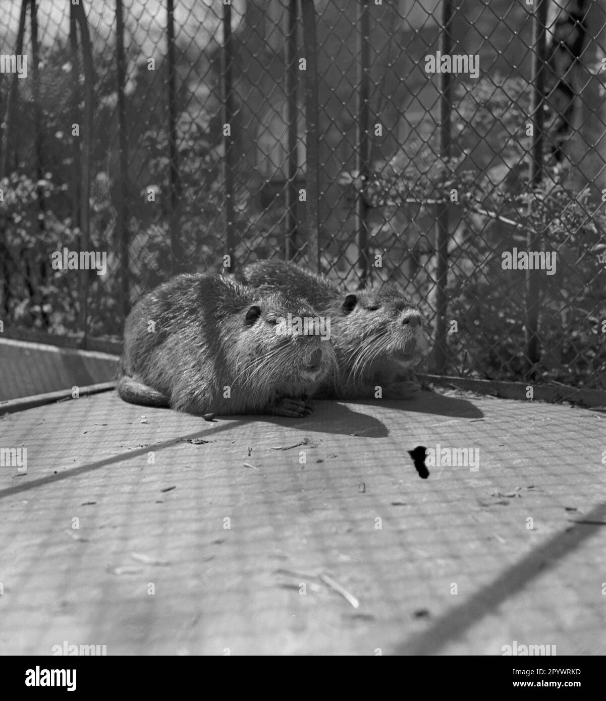 Muskrat Black and White Stock Photos & Images - Alamy