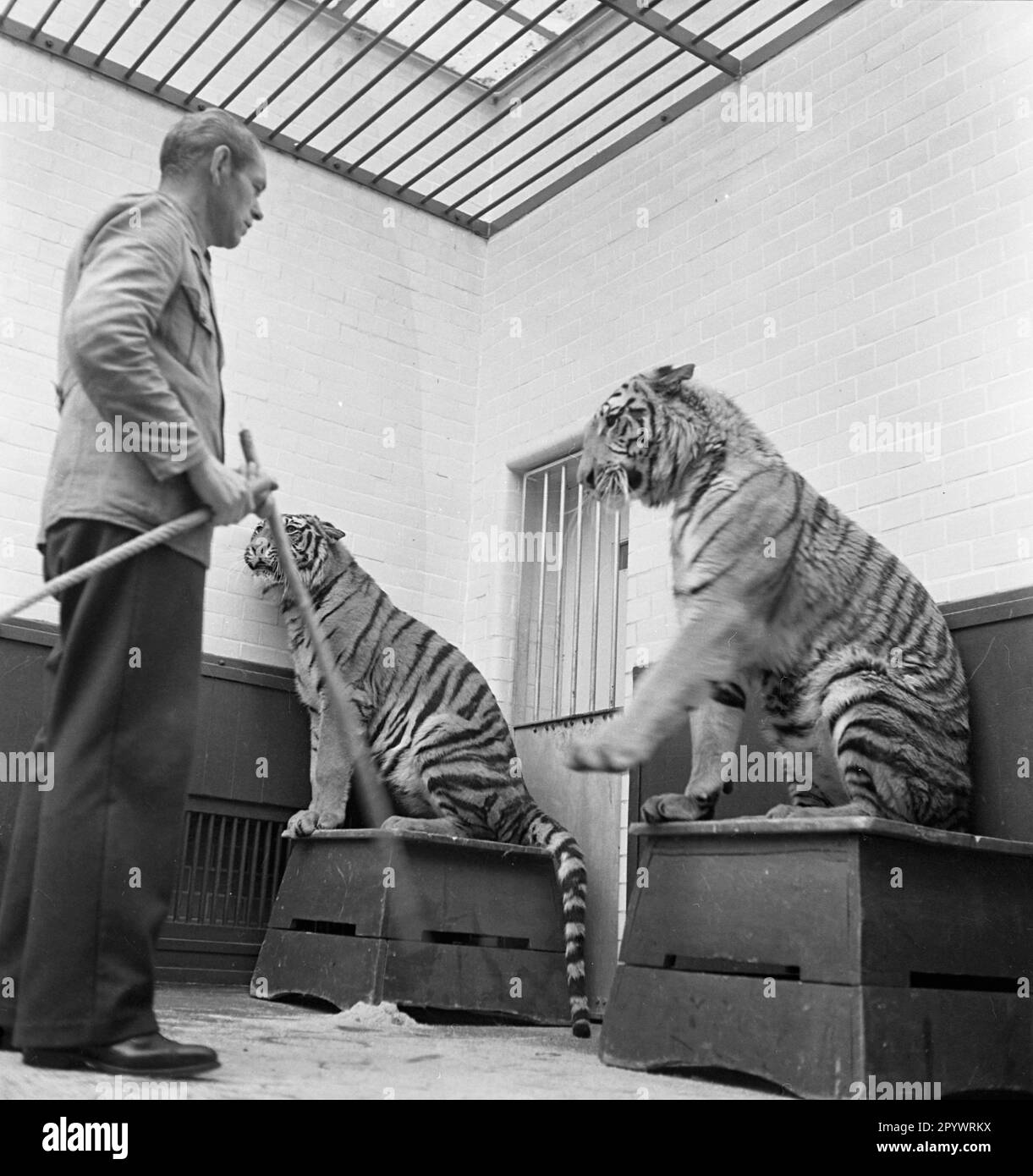 Tiger trainer hi-res stock photography and images - Alamy