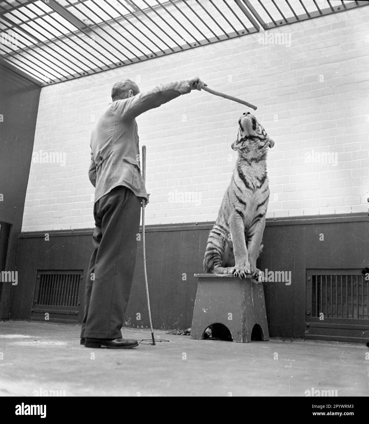 A tiger practices with a trainer, presumably in a circus. Location and ...