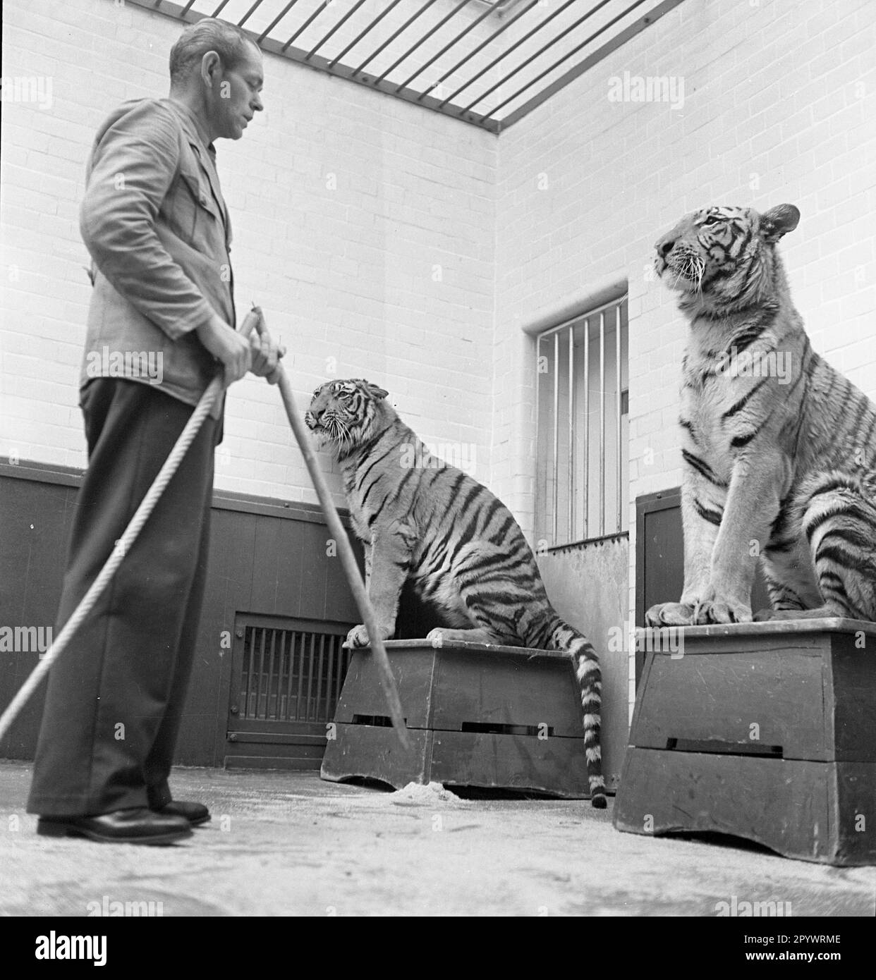 A tiger practices with a trainer, presumably in a circus. Location and ...
