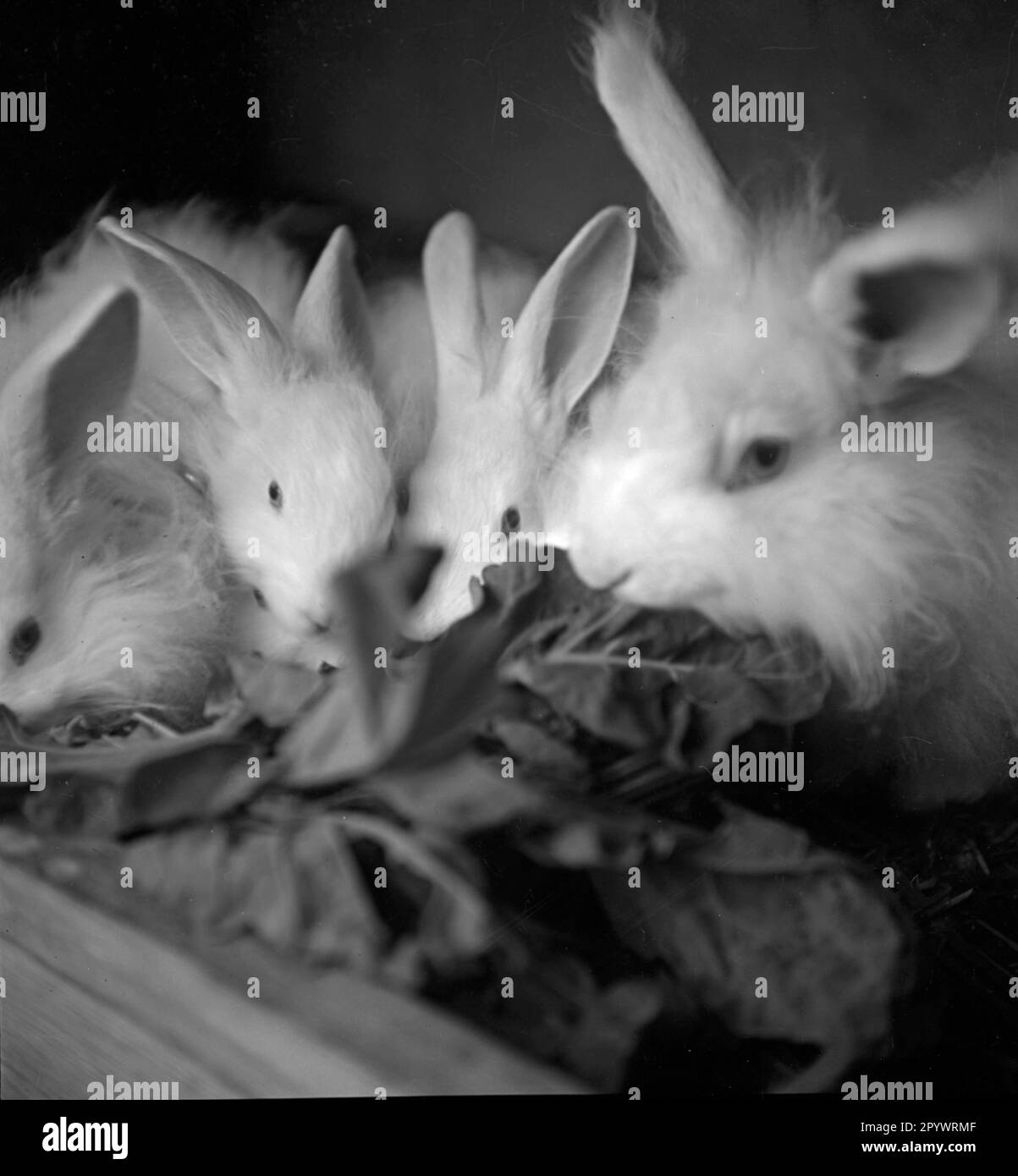 Rabbits in the shed eating salad. Without place and date, probably in ...