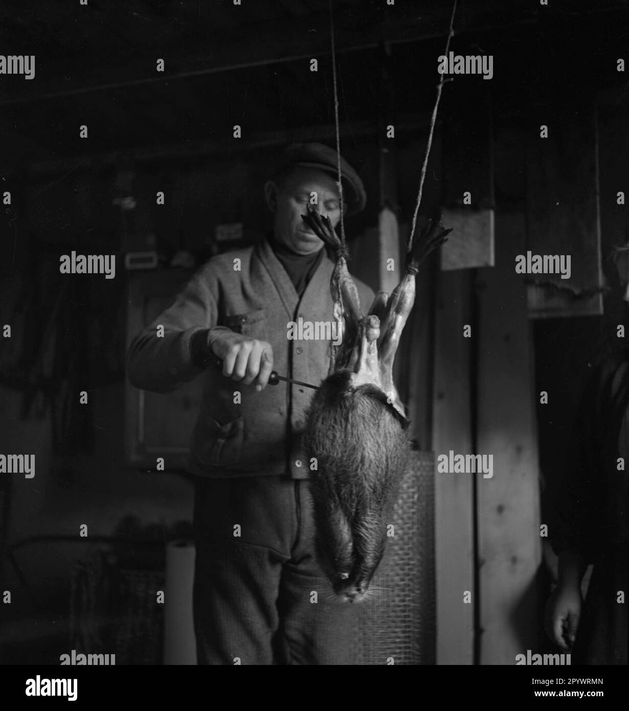 A nutria or muskrat, kept for its fur, is being flayed. Location and ...