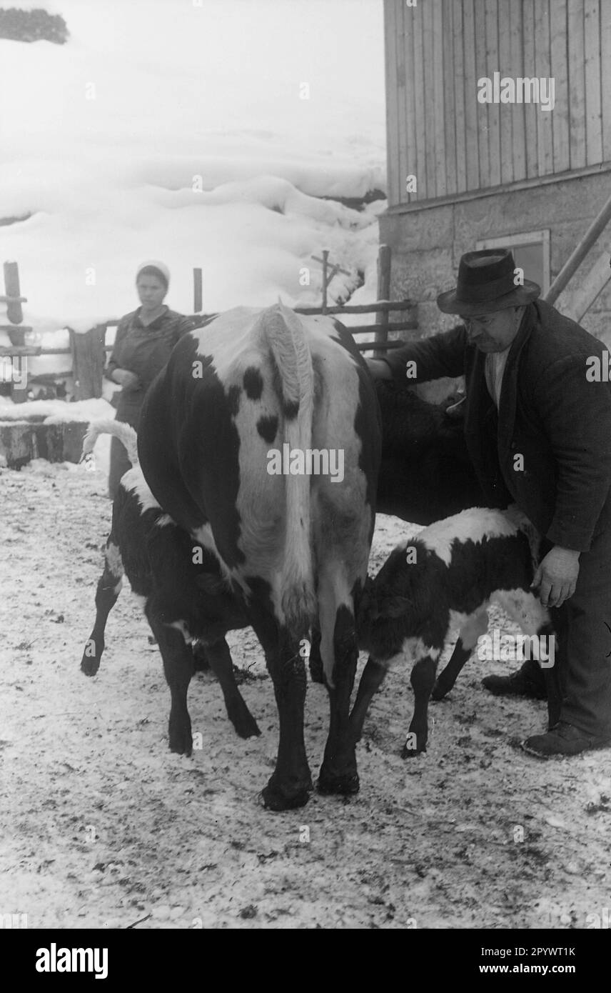 Calves with mother cow in a yard near St. Johann im Pongau. The cubs ...
