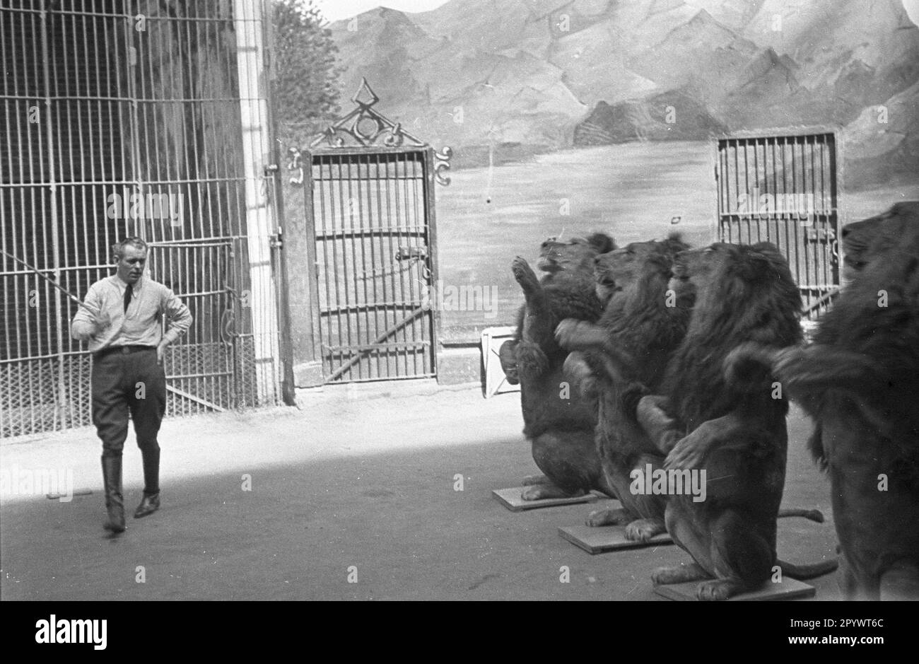 Lions at a demonstration in the Hamburg Zoo, the Tierpark Hagenbeck ...