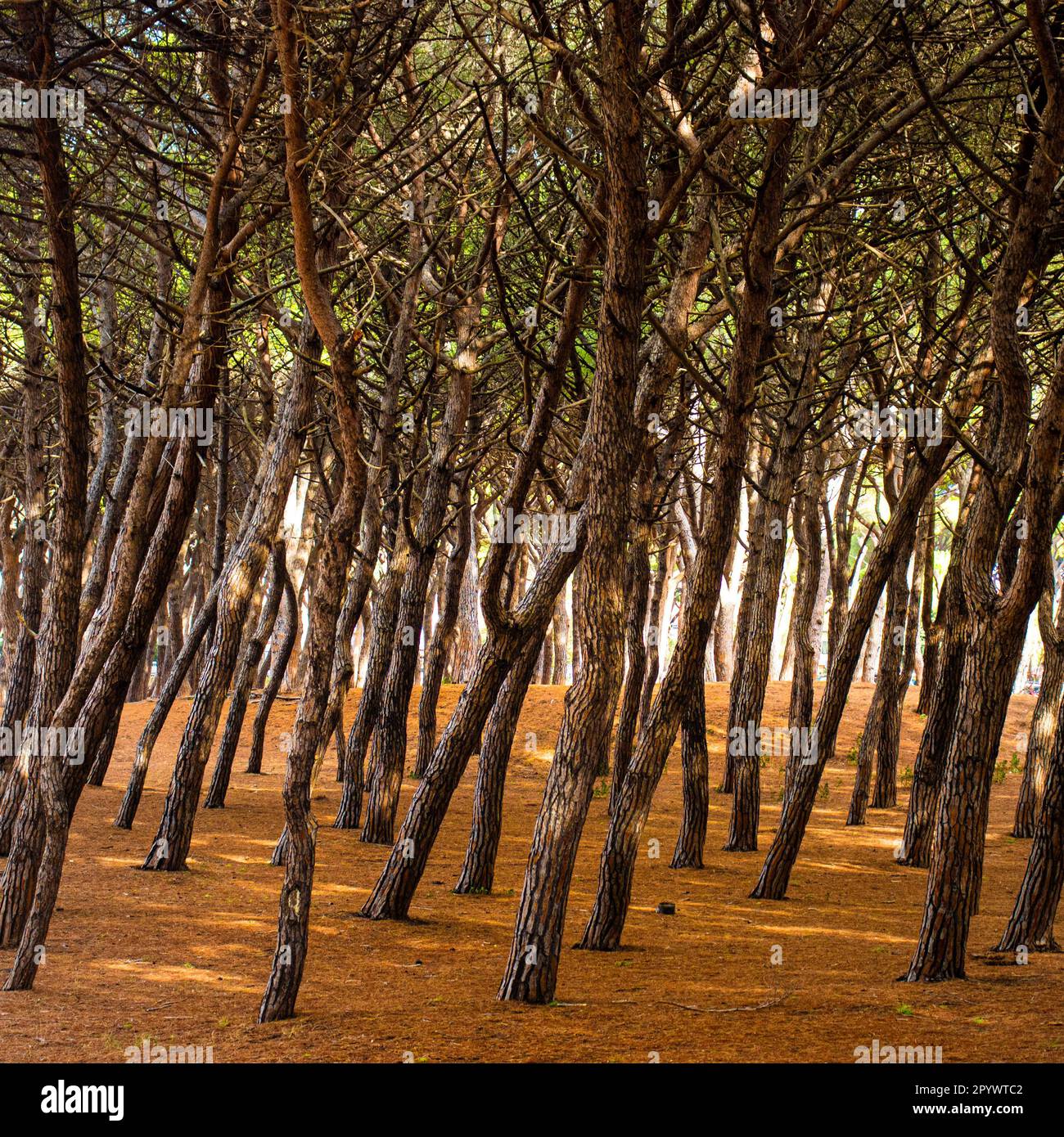 A scenic landscape of a grove of trees with orange soil covering the ...