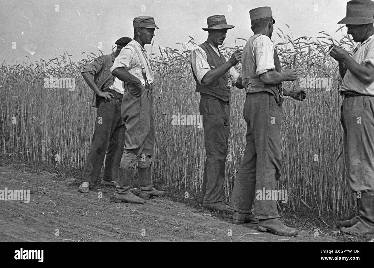 Farmers check the barley before the harvest in Haage. The new farming ...