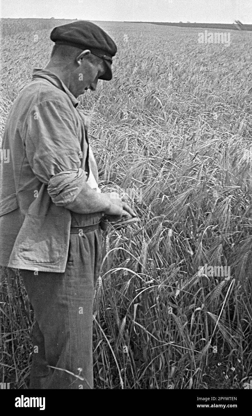 A farmer in front of his field in Haage. Haage is a new farming village ...