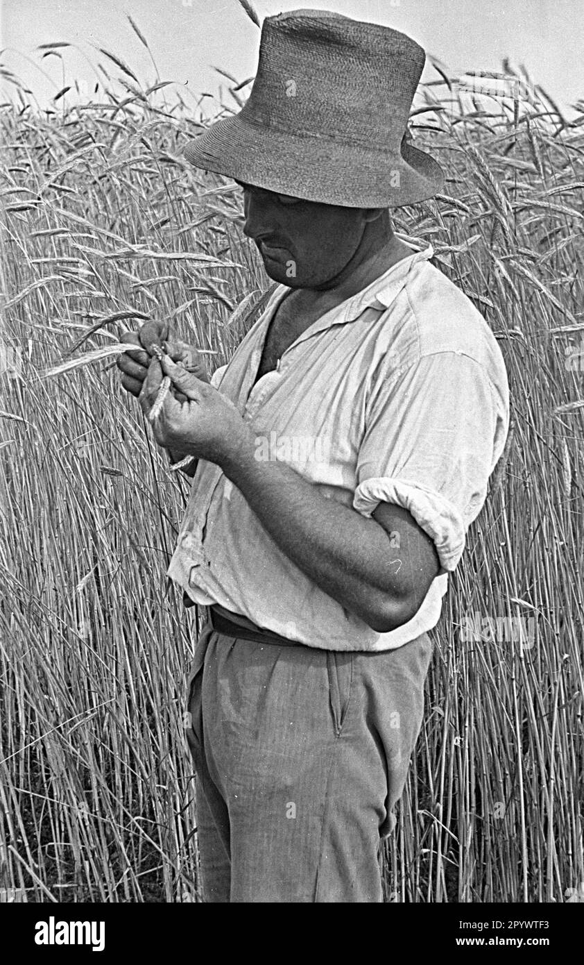 A farmer in front of his barley field in the new village Haage. Haage ...