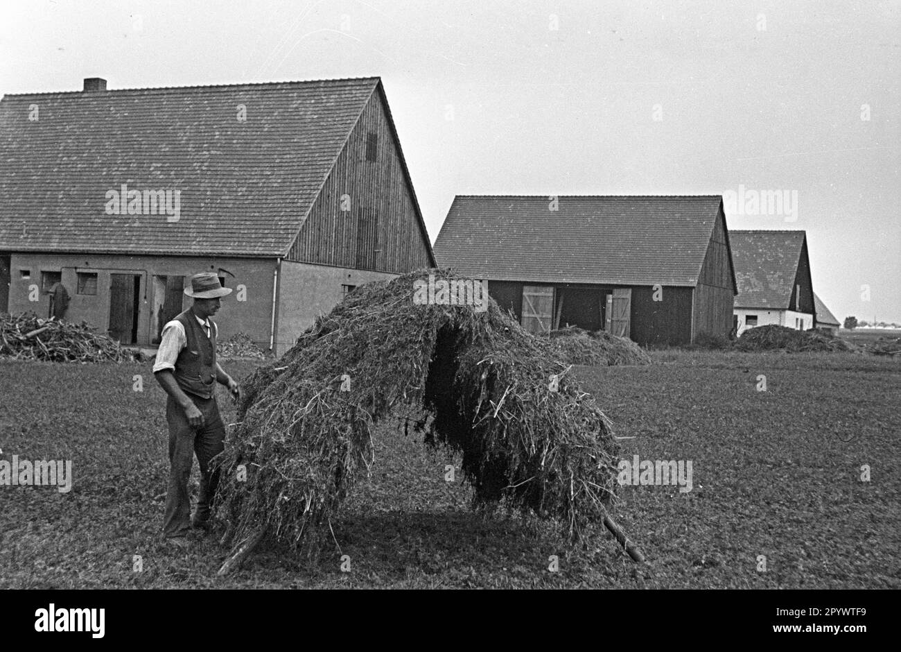 A farmer drying hay in Haage. Haage was built as part of the Nazi ...