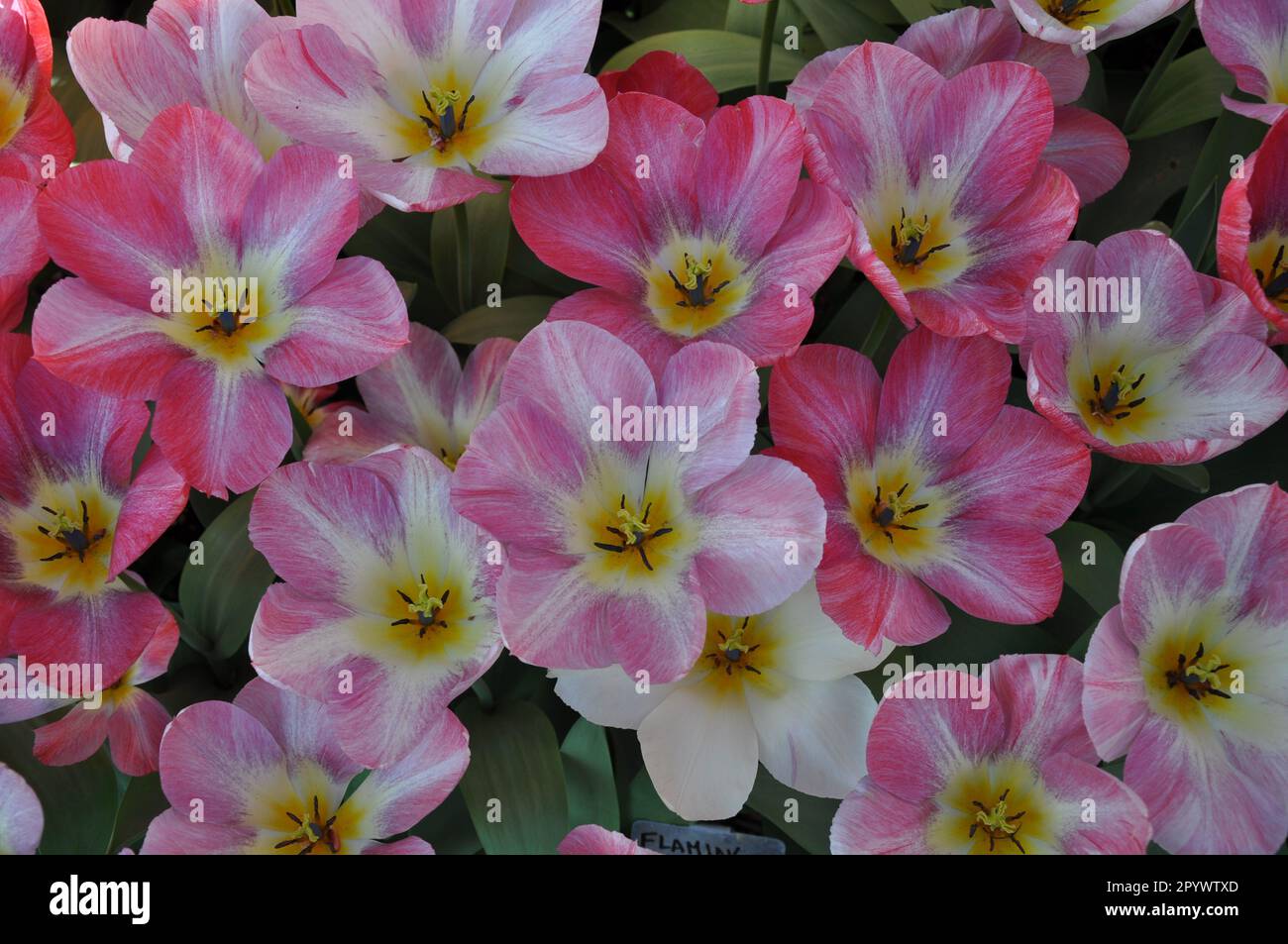 Beautiful pink spring tulips hi-res stock photography and images - Alamy