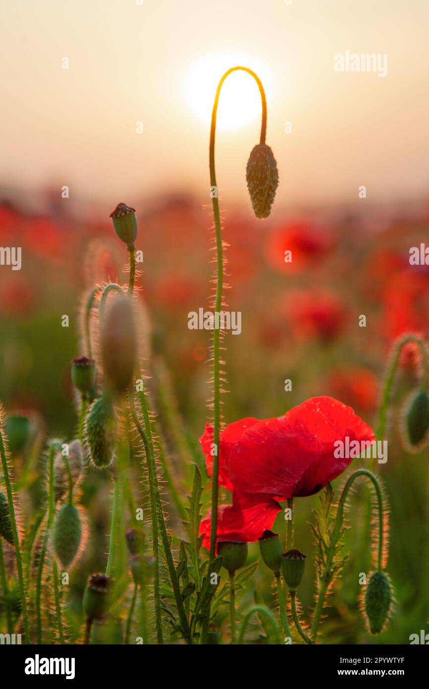 Field of poppies selective focus. Nature summer wild flowers. Vivid red ...