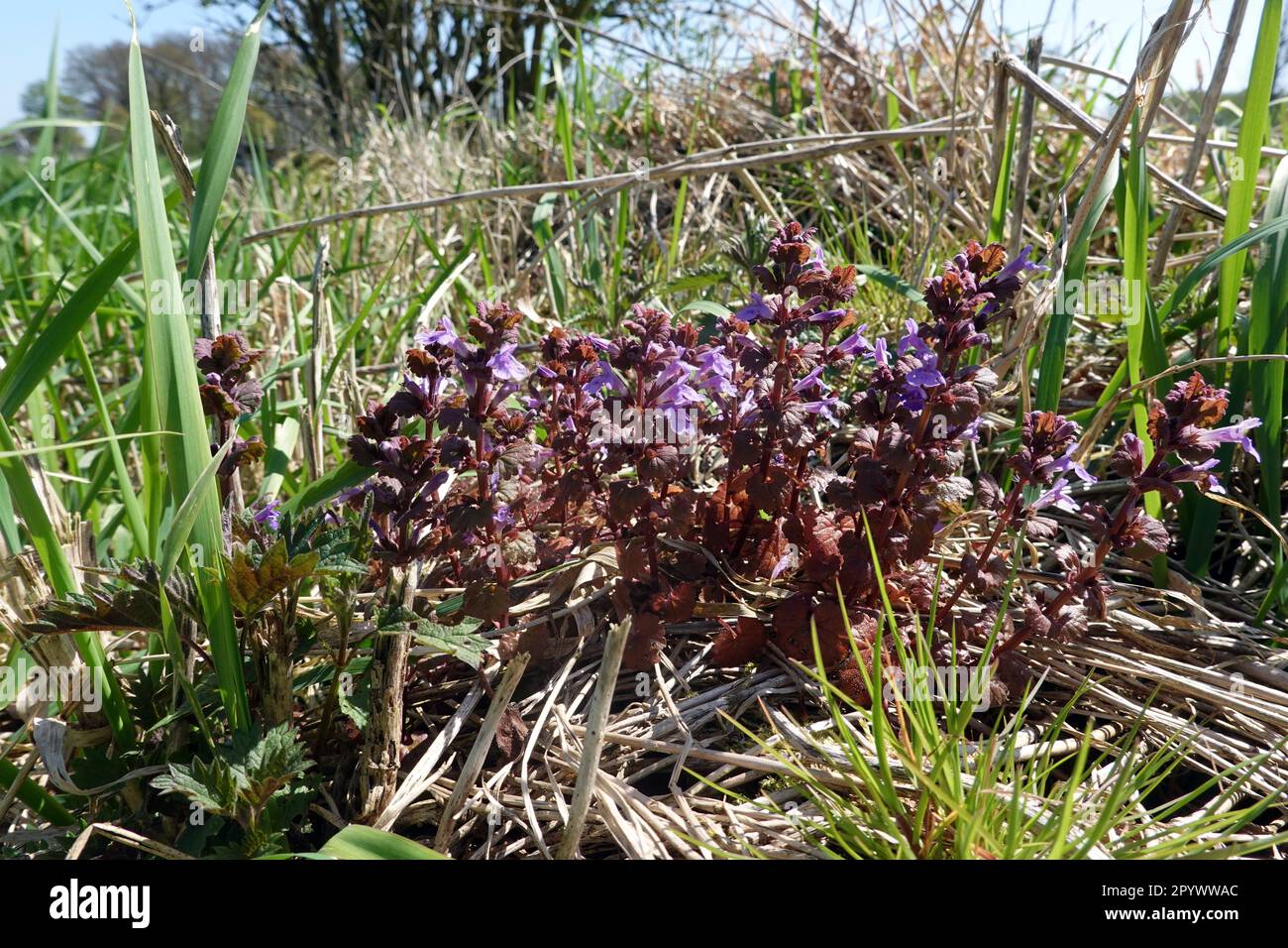 Gundermann (Glechoma hederacea) - Habitus Stock Photo - Alamy