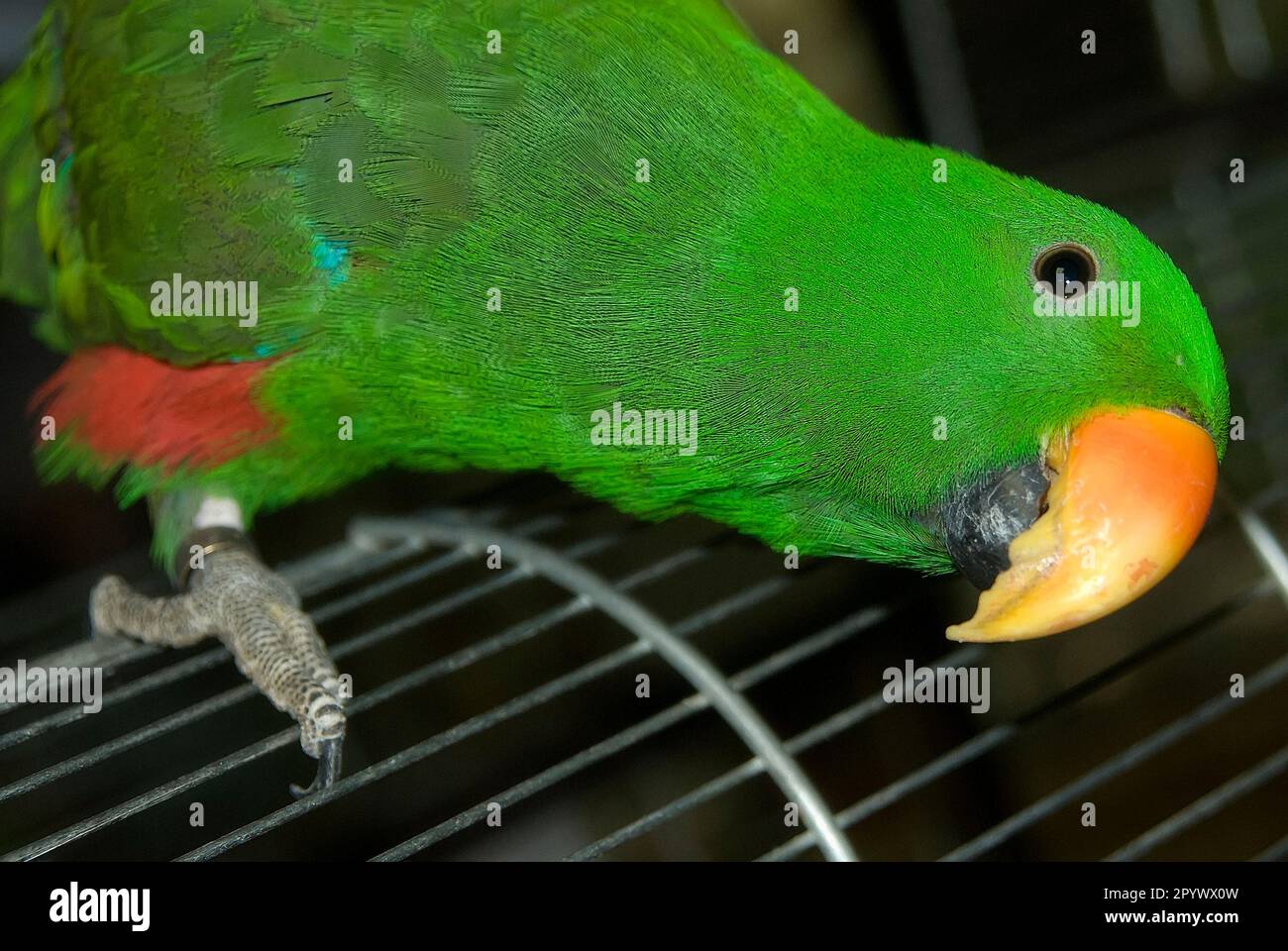 Male eclectus parrot hi-res stock photography and images - Alamy