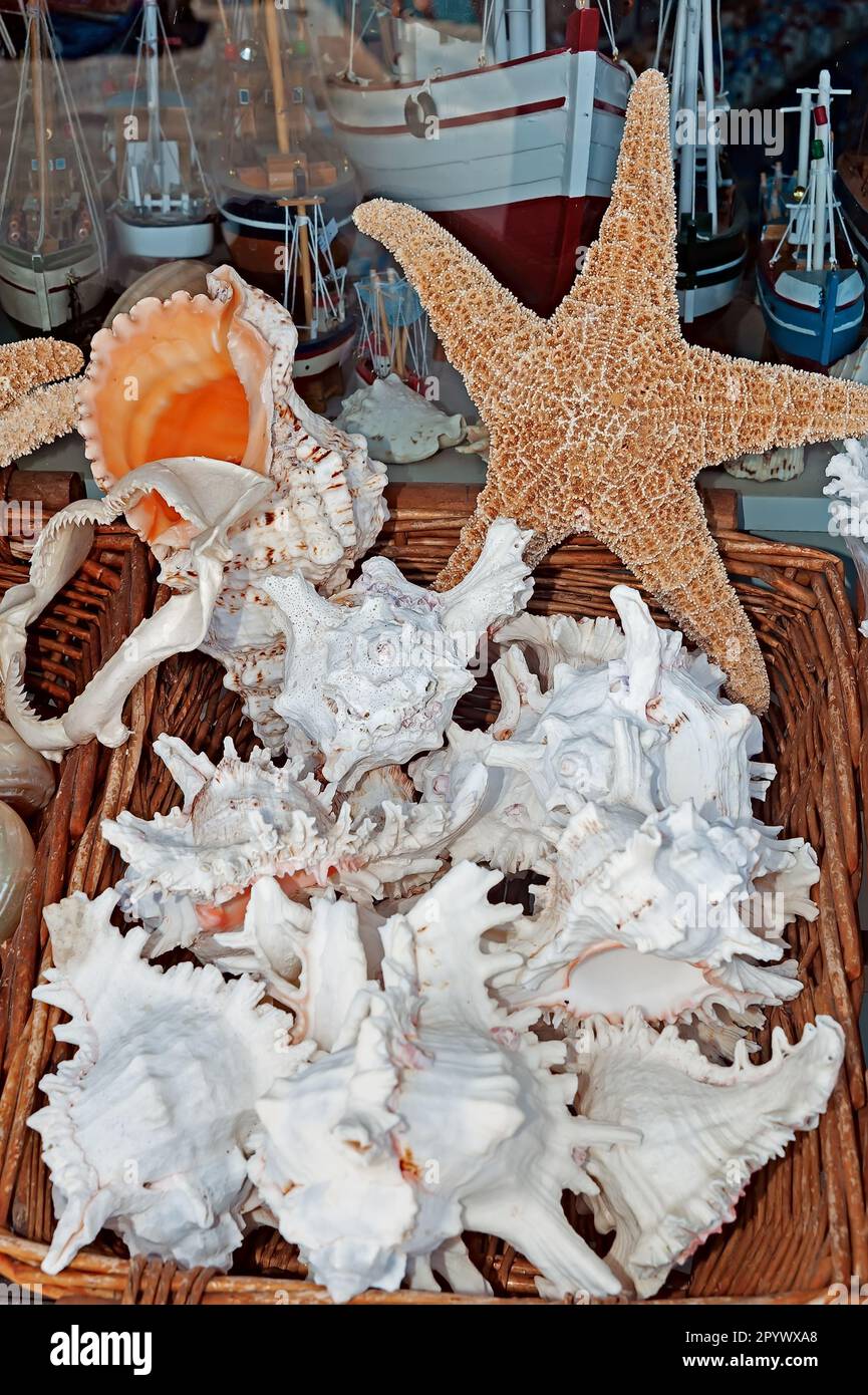 Marine shells in a small rustic wooden crate with other marine ...