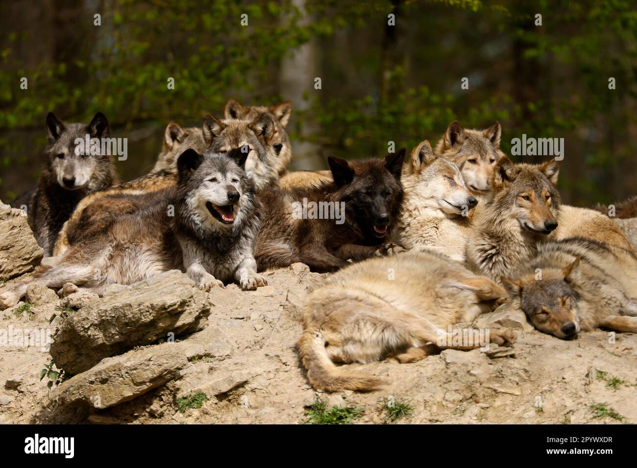 Algonquin wolf (Canis lupus lycaon), wolf, American wolf, pack on a ...