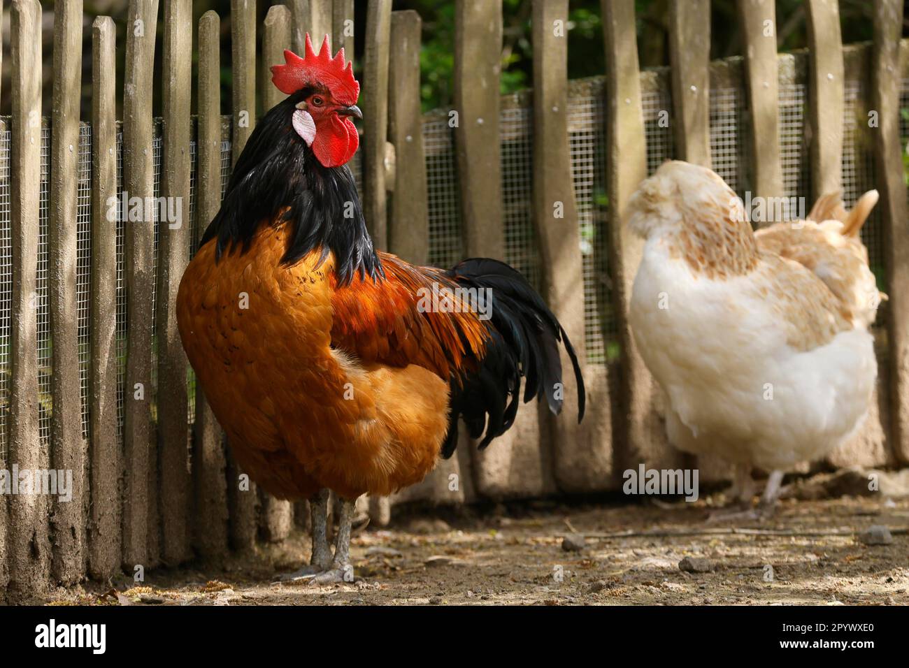 Vorwerk chicken, cock with hens, Germany Stock Photo - Alamy