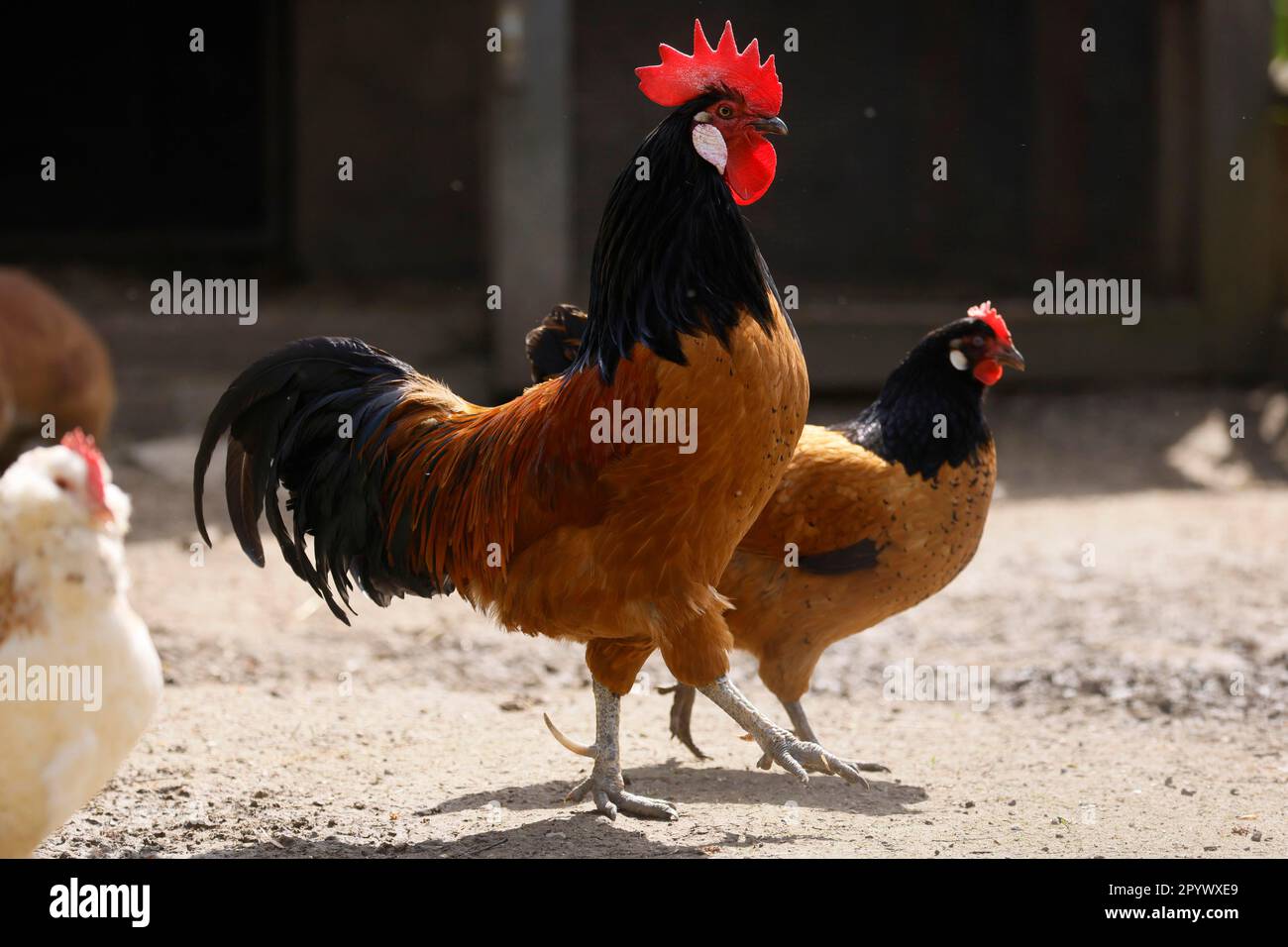 Vorwerk chicken, cock with hens, Germany Stock Photo - Alamy