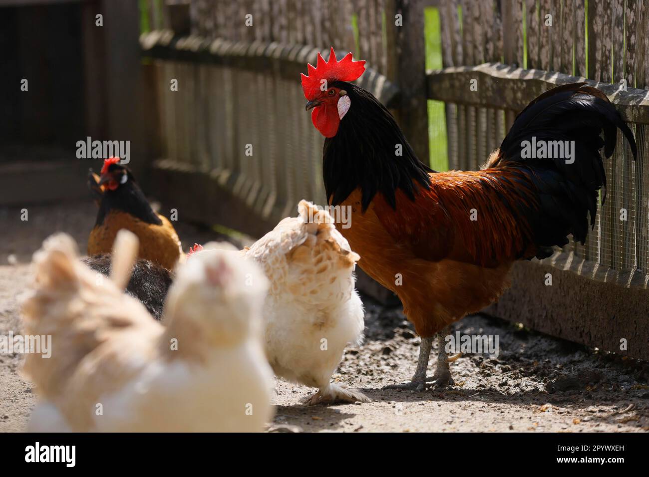 Vorwerk chicken, cock with hens, Germany Stock Photo - Alamy