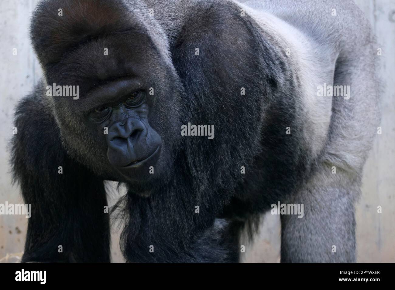 Western lowland gorilla (Gorilla gorilla), silverback, animal portrait ...