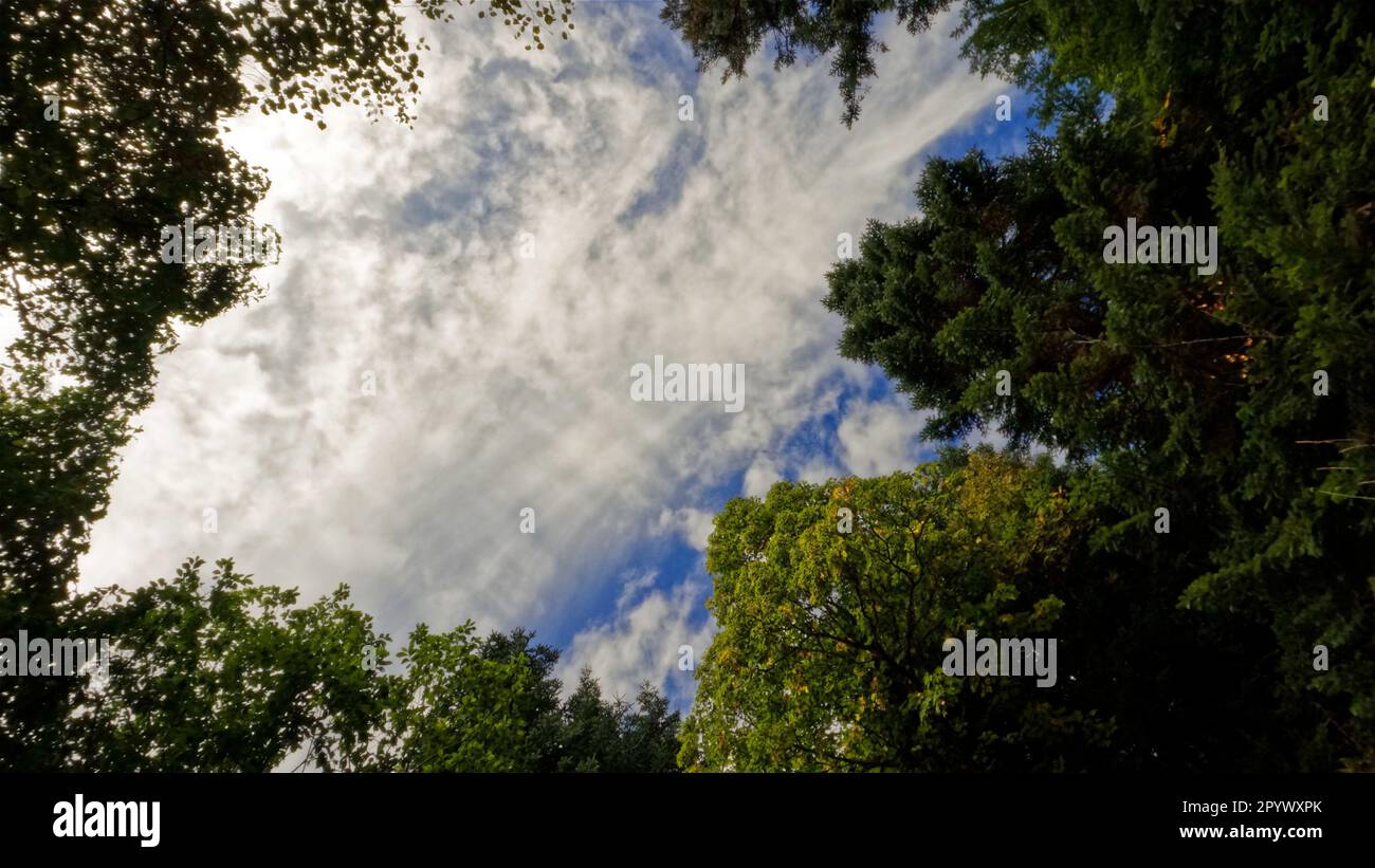 nice blue sky with clouds, big trees branches, view from below - photo ...