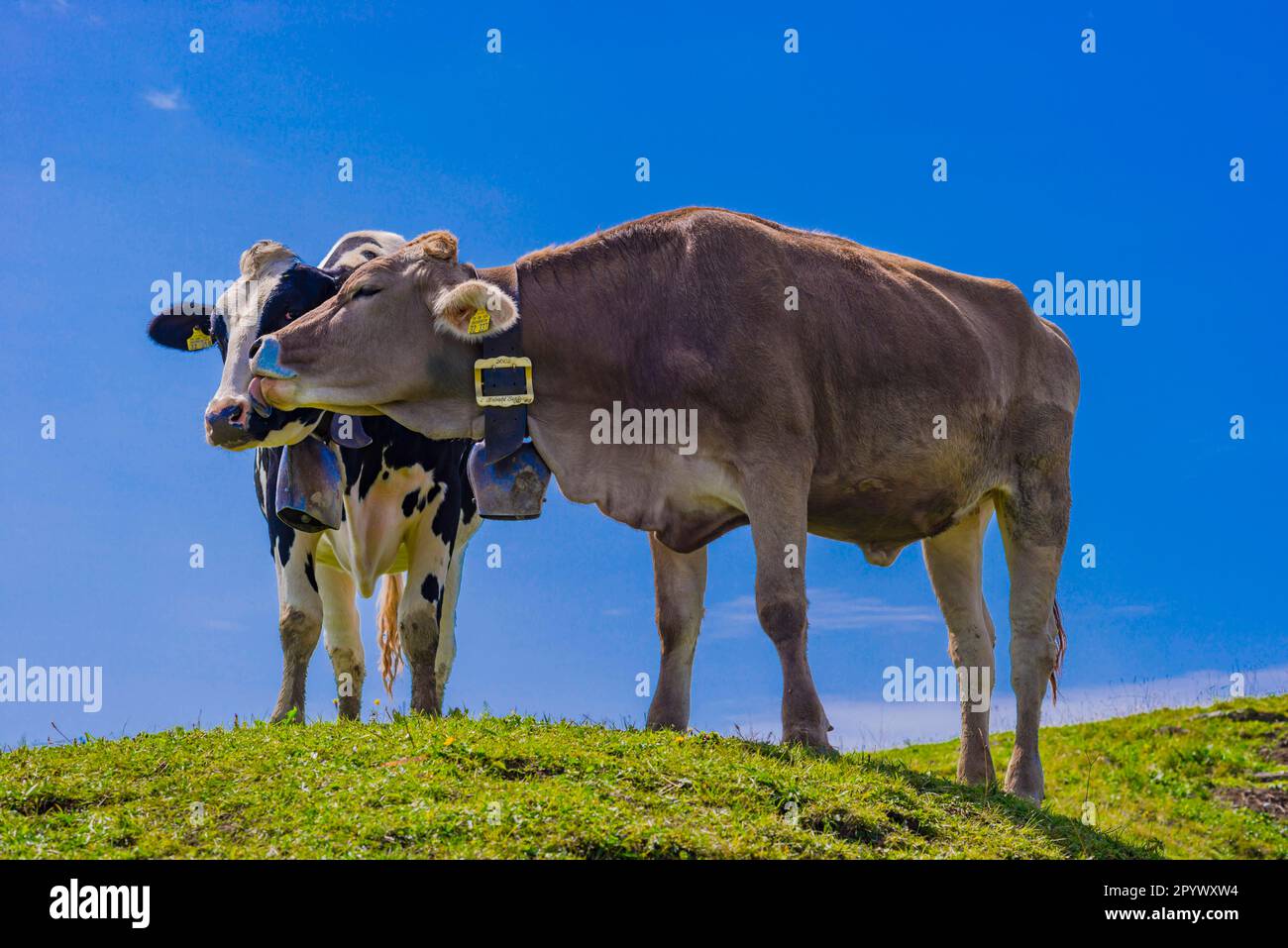 Hornless swiss cattle hi-res stock photography and images - Alamy