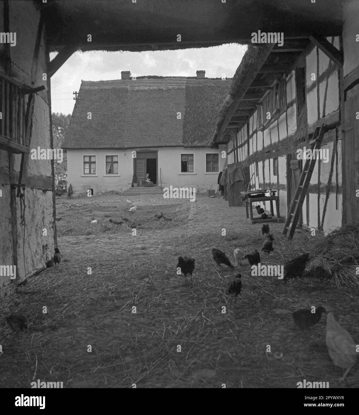 View of the courtyard of an old farm in Pomerania. Chickens run over ...