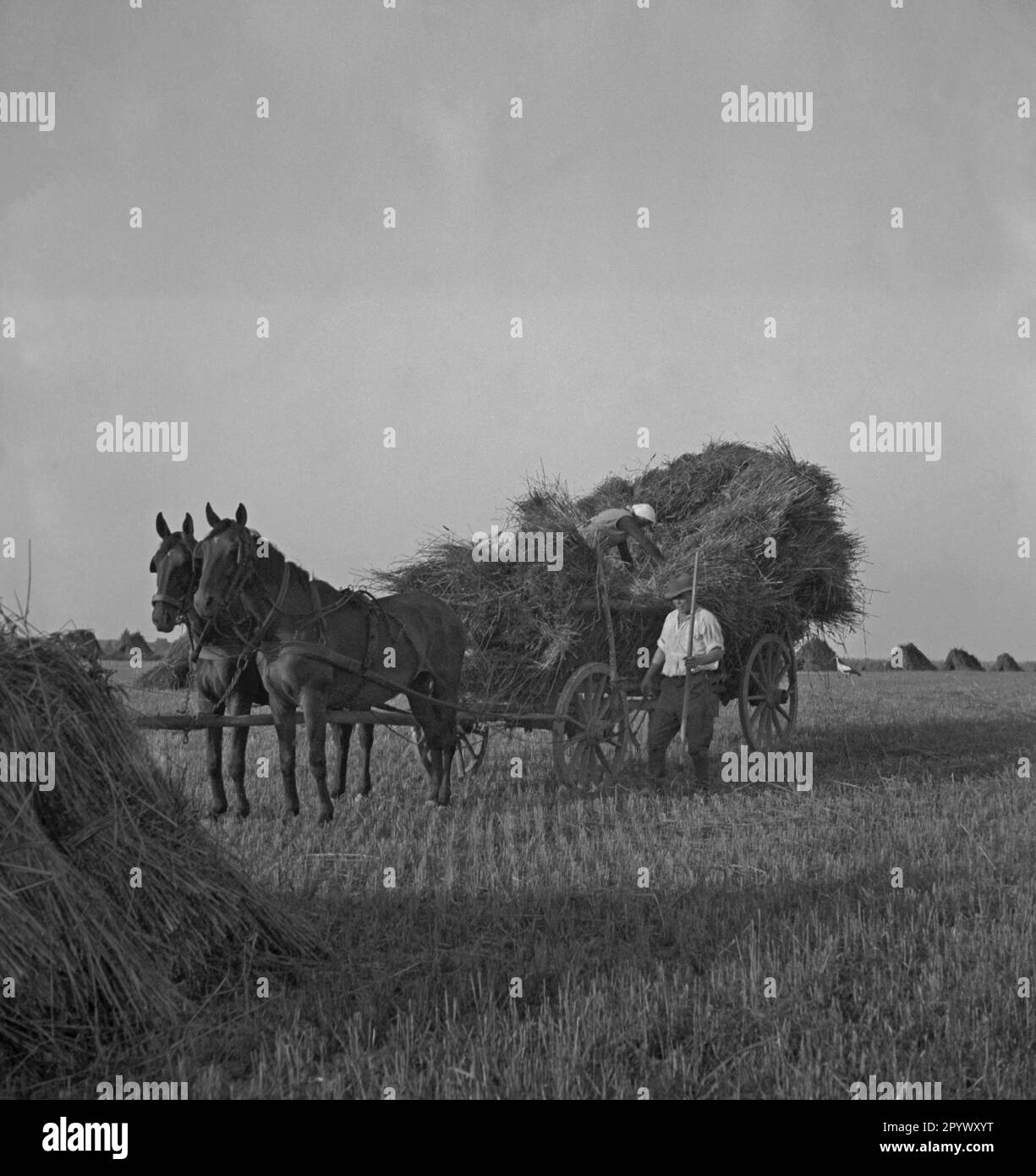 Farmers collect straw and load it onto their horse-drawn vehicle, in ...