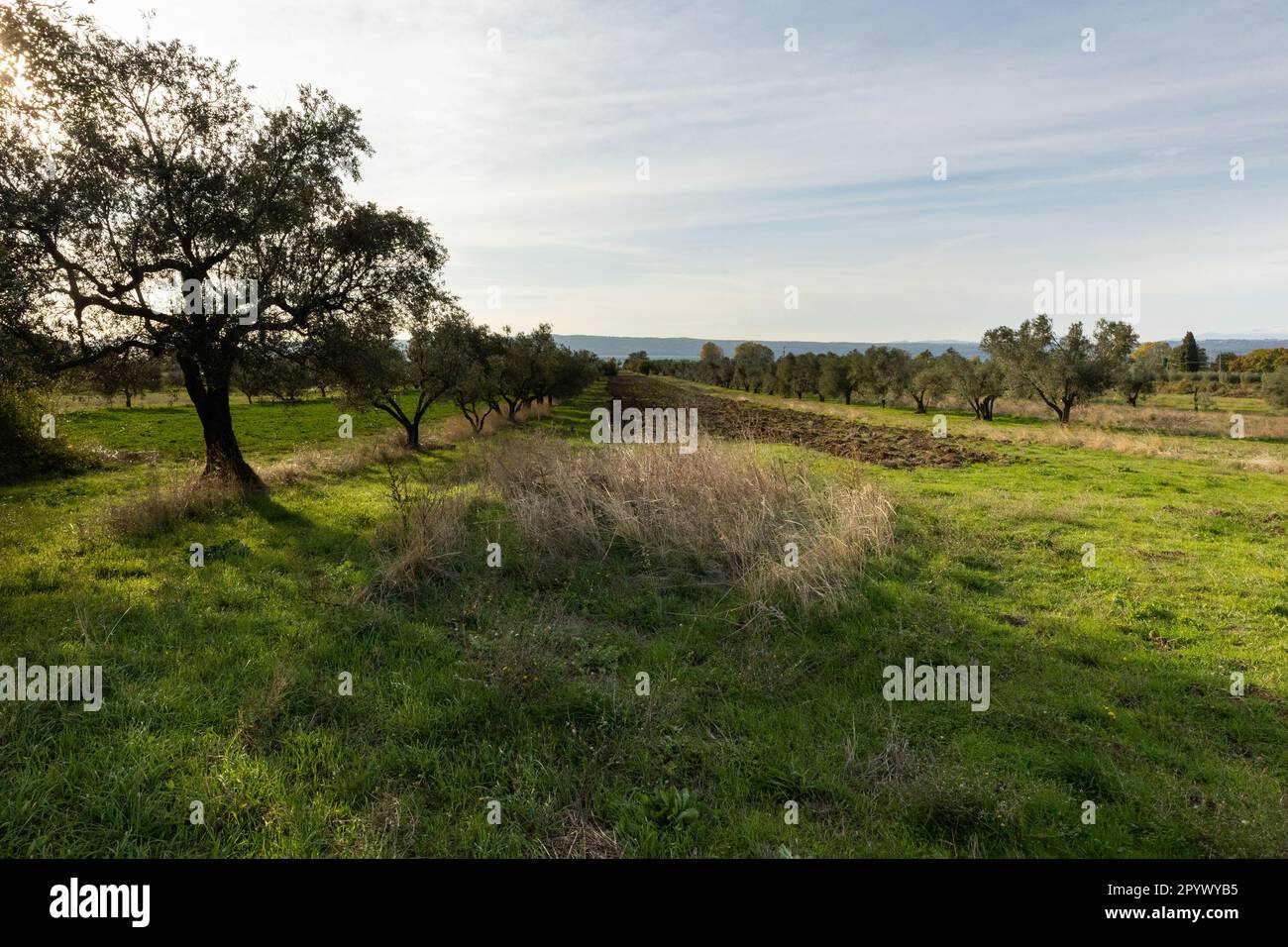 Bolsena farm hi-res stock photography and images - Alamy