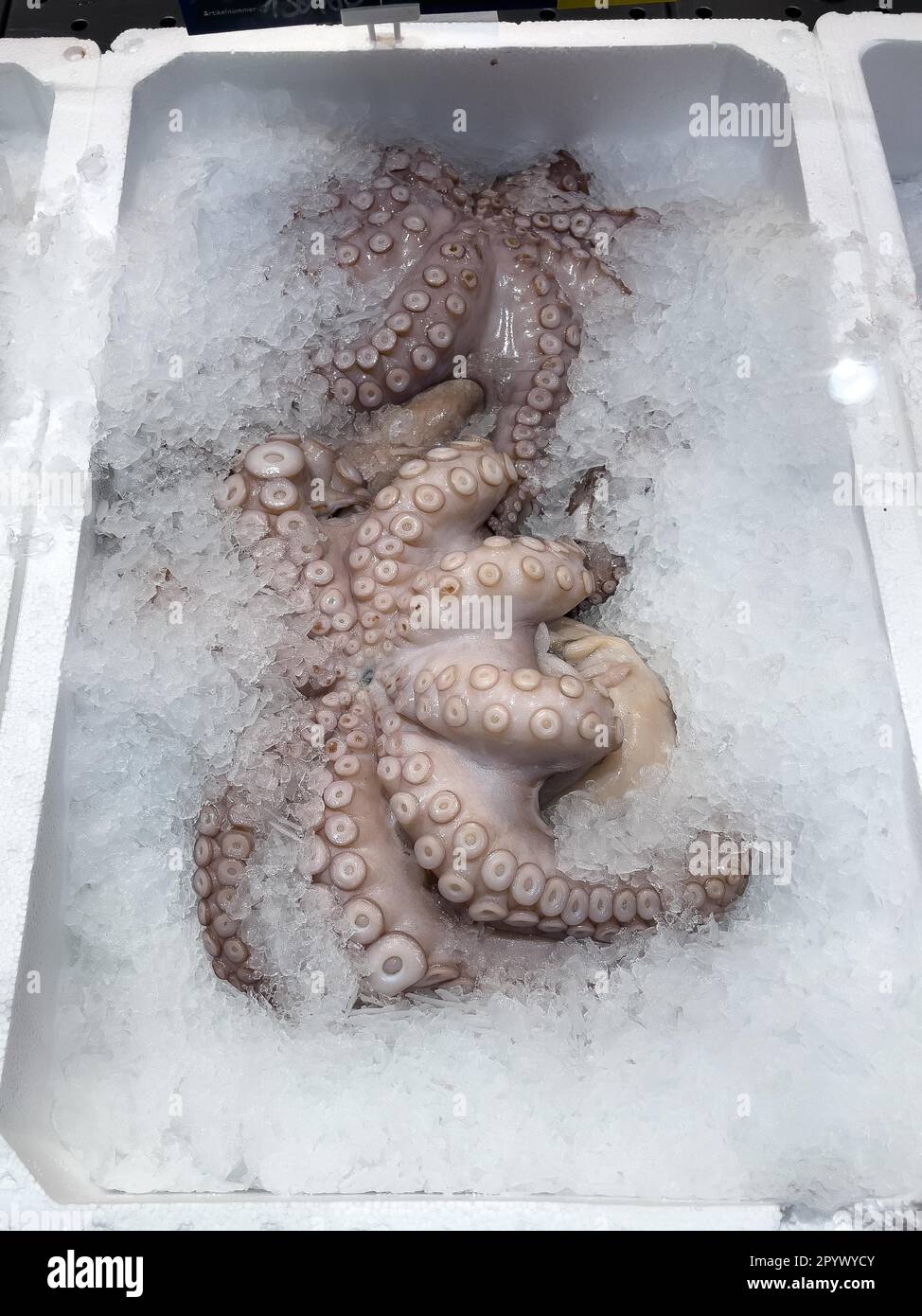 Display of fishery caught fish fresh fish squid octopus (octopus ...