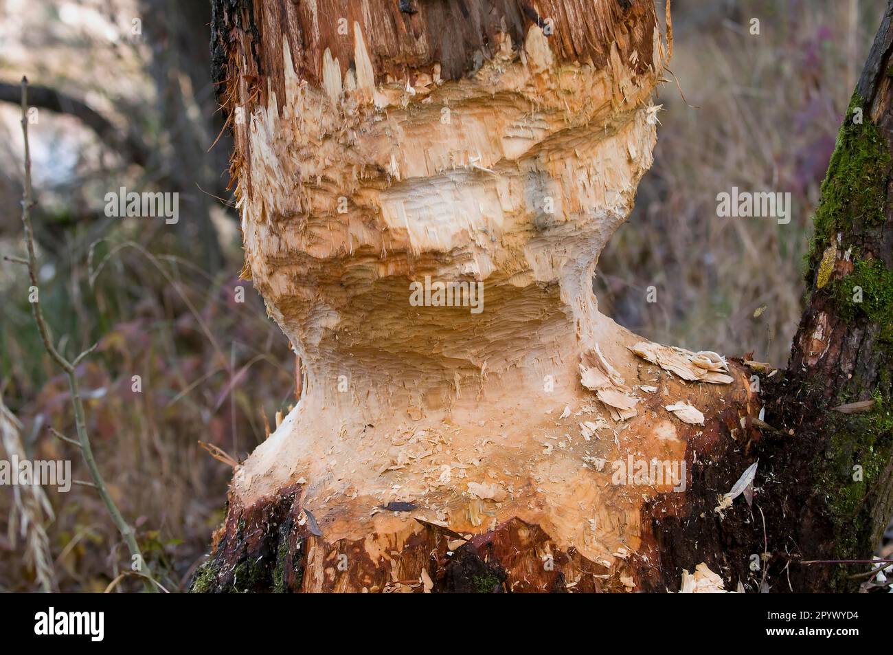 Tree gnawed by beaver, Rosenheim, Bavaria (Castor fiber), Germany Stock ...
