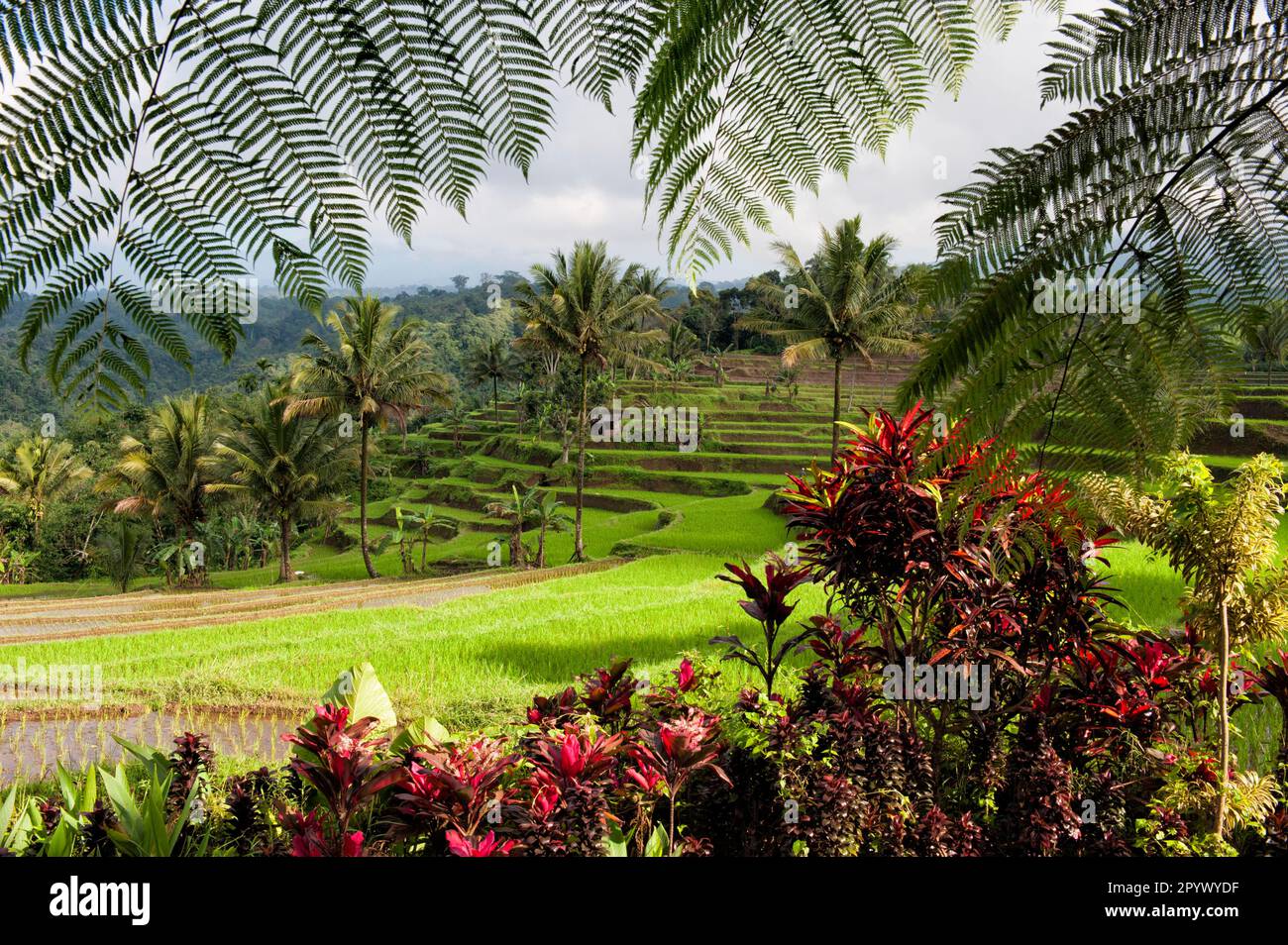 Rice terraces on the slope of Kawah Ijen (Ijen Crater), Banyuwangi ...