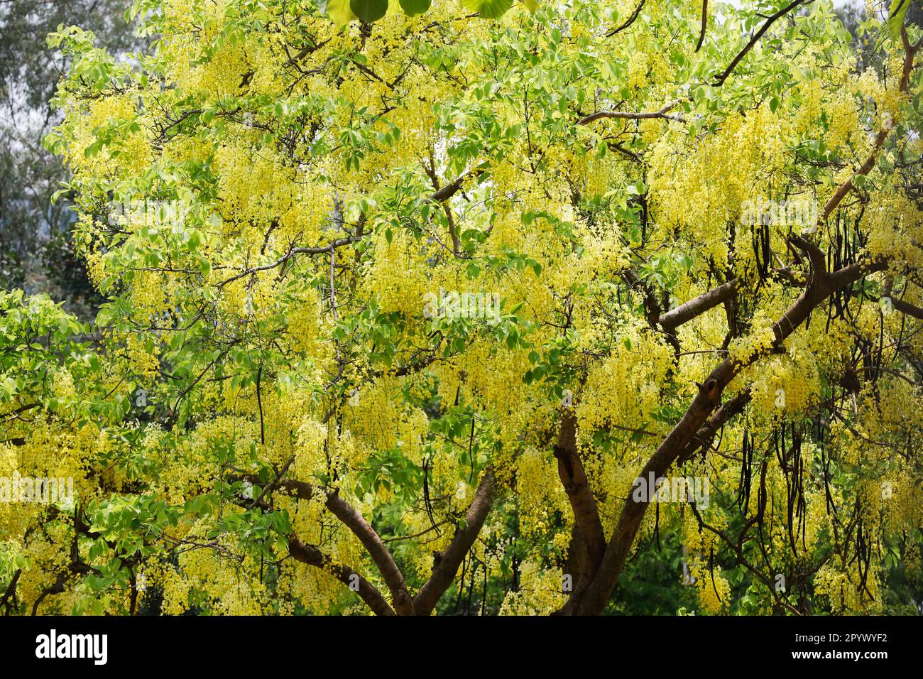 Dhaka, Bangladesh - May 05, 2023: A Golden shower tree covered in full ...