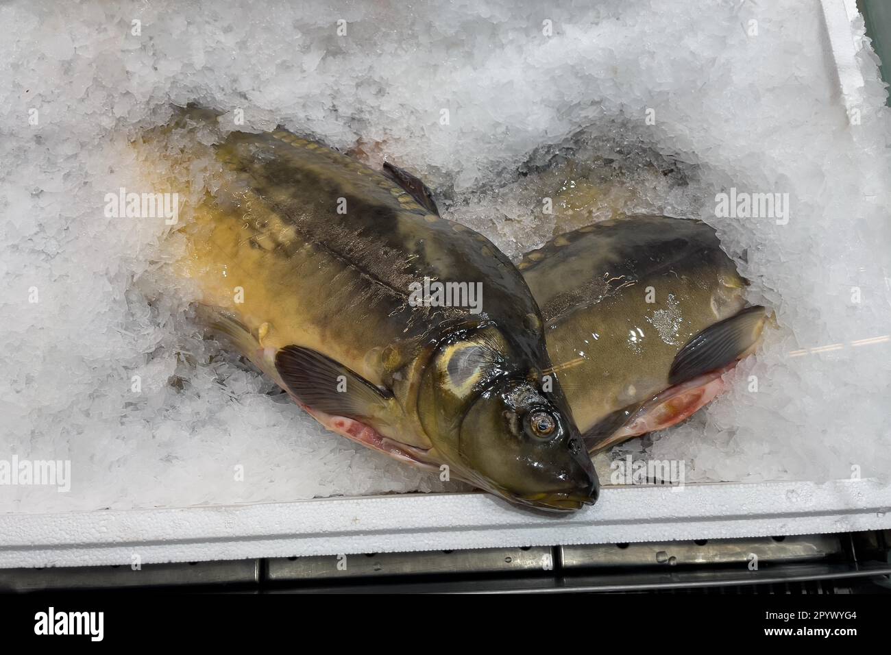 Display of fishing caught fish fresh fish common carp (Cyprinus carpio ...