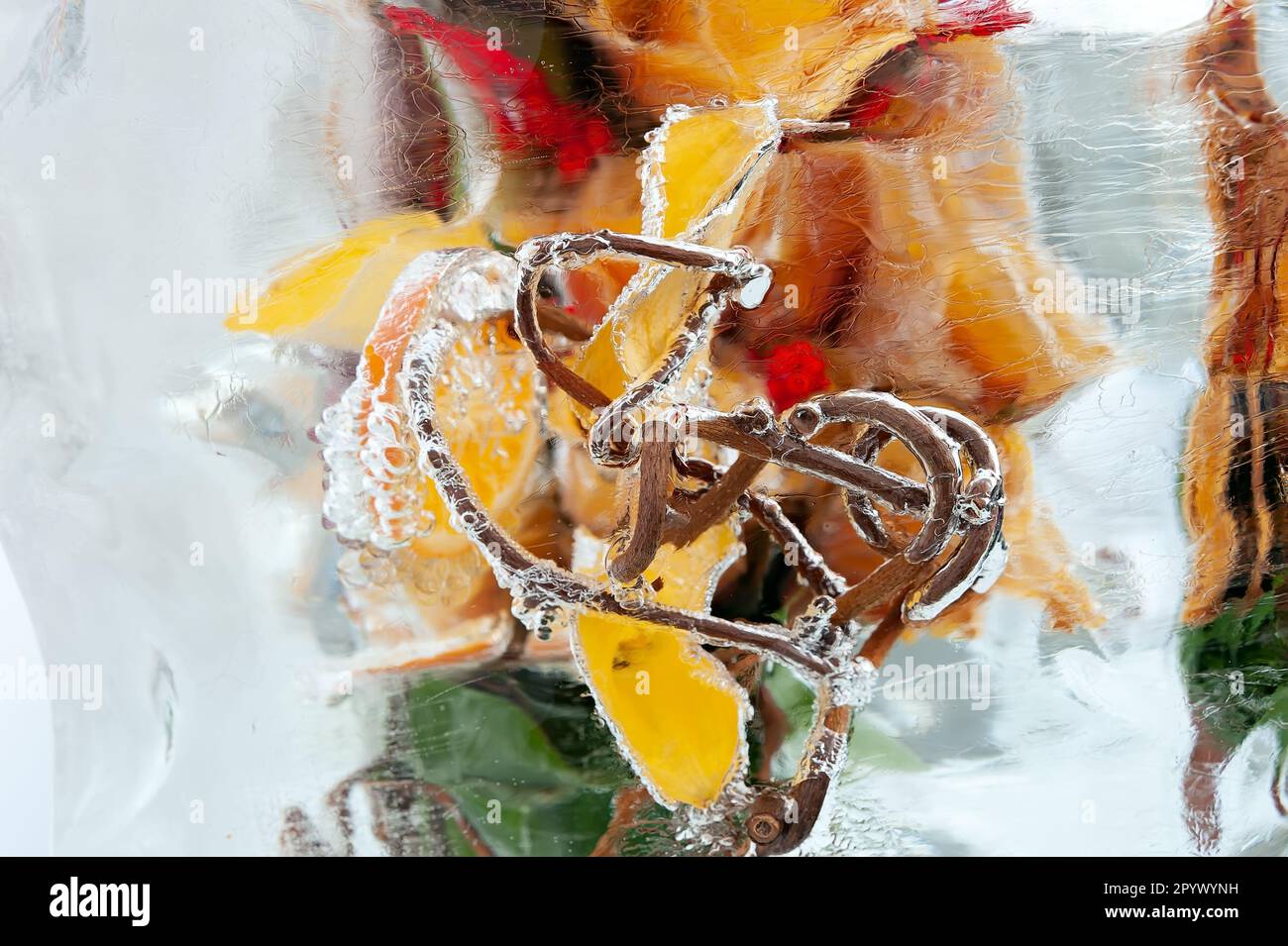Frozen bouquet of yellow flowers with twisted stems inside the ice ...