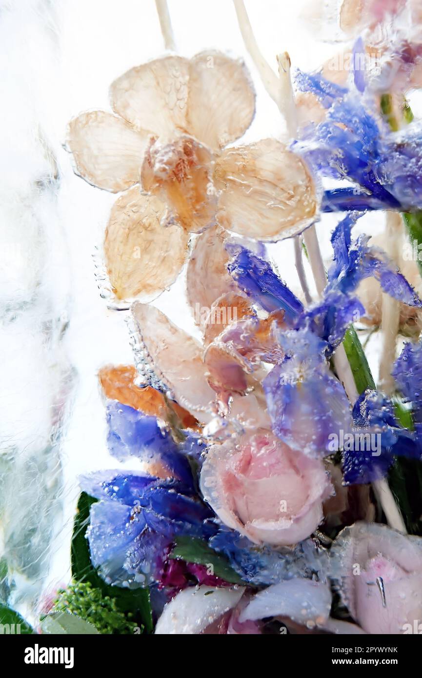 Frozen orchids inside the ice block Stock Photo - Alamy