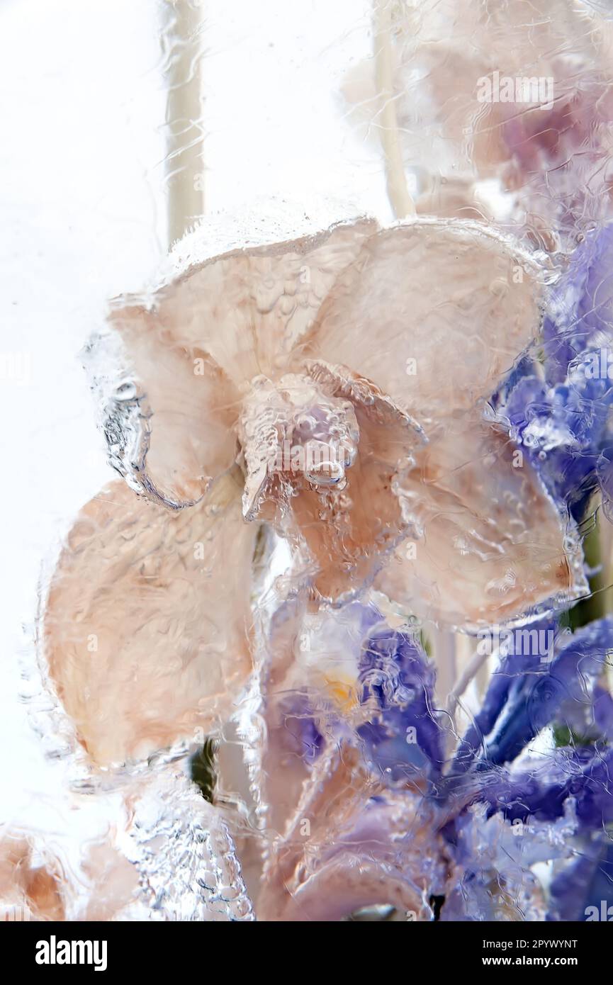Frozen orchids inside the ice block Stock Photo - Alamy