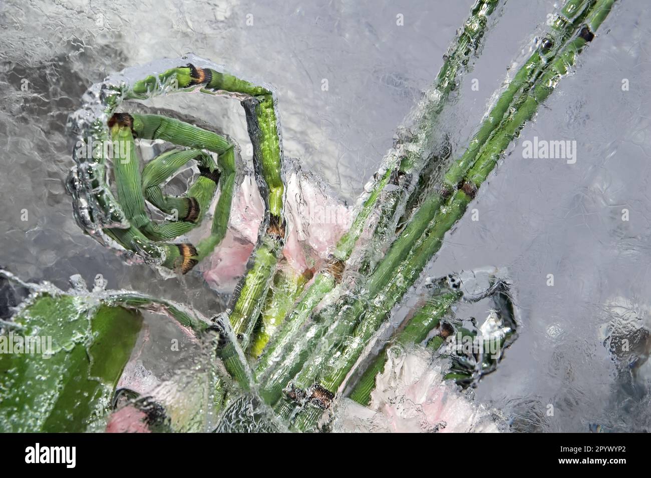 Frozen exotic green leaves inside the ice block Stock Photo - Alamy