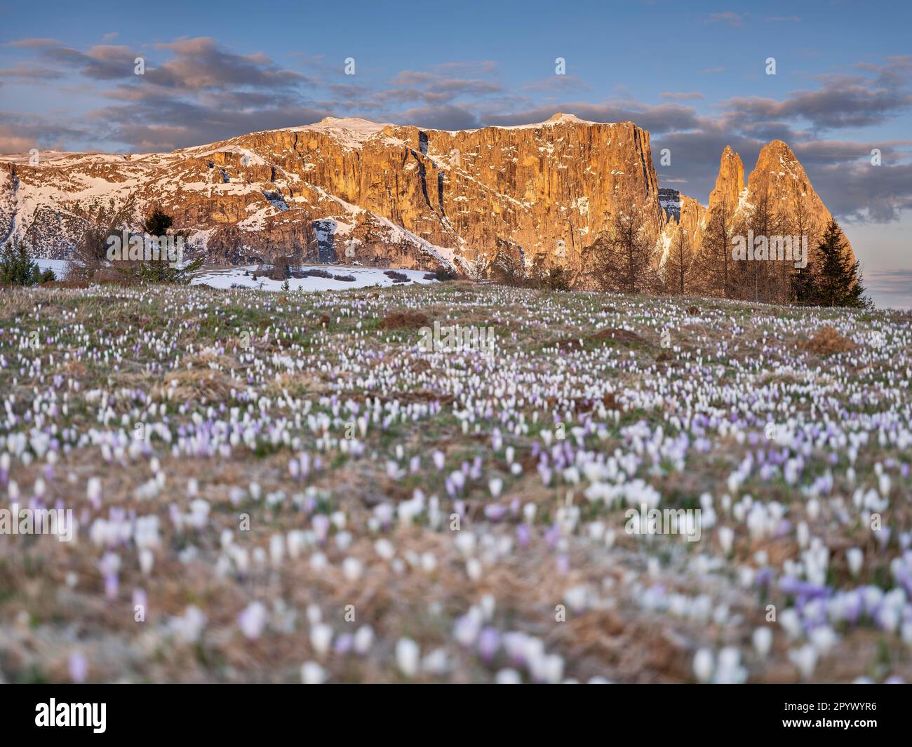 Crocus meadow in front of Schlern, sunrise, Catinaccio, Dolomites ...