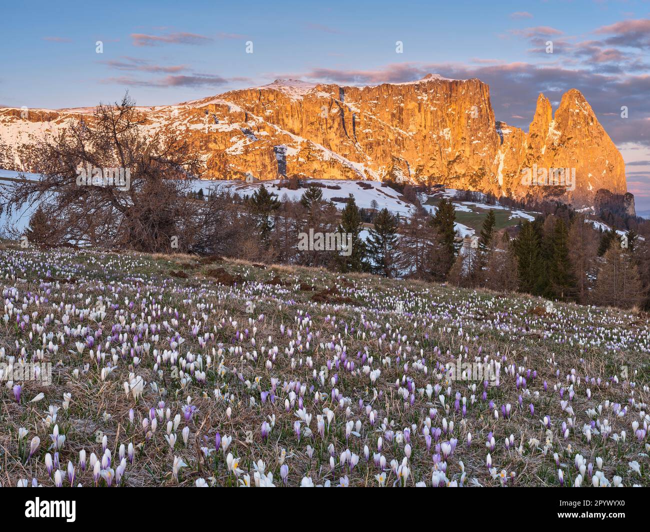Crocus meadow in front of Schlern, sunrise, Catinaccio, Dolomites ...