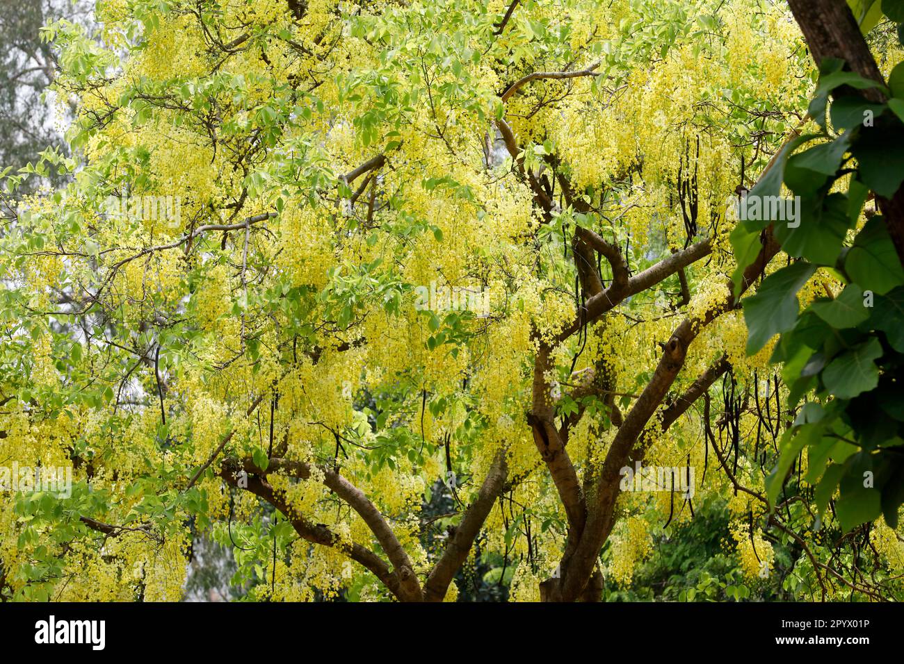 Dhaka, Bangladesh - May 05, 2023: A Golden shower tree covered in full ...