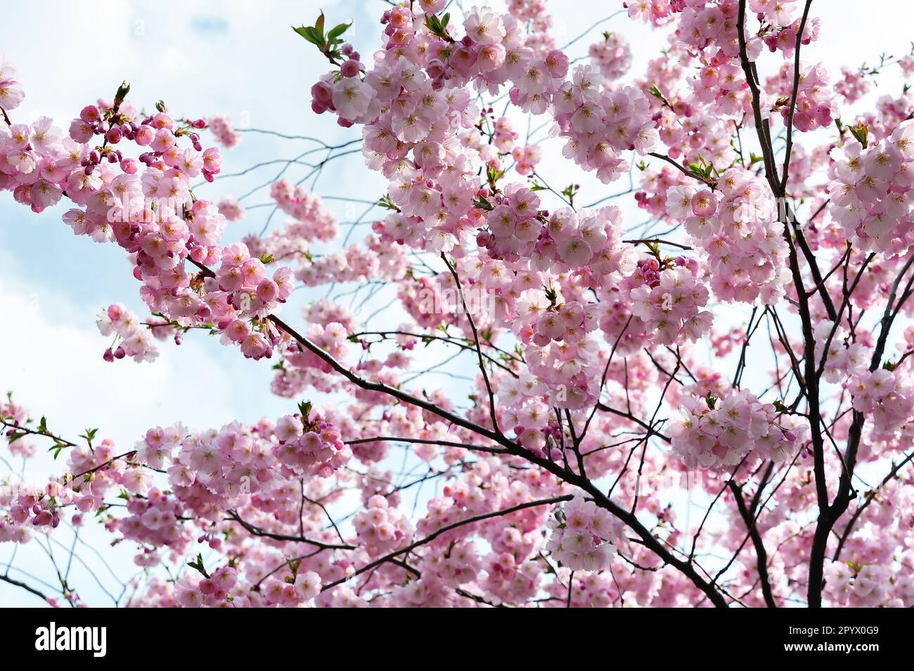 Cherry blossoms in Kyoto park in Kyiv Ukraine Stock Photo - Alamy