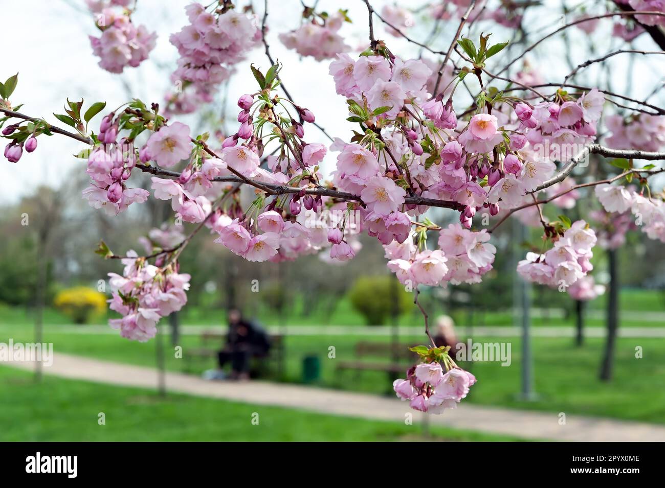 Cherry blossoms in Kyoto park in Kyiv Ukraine Stock Photo - Alamy
