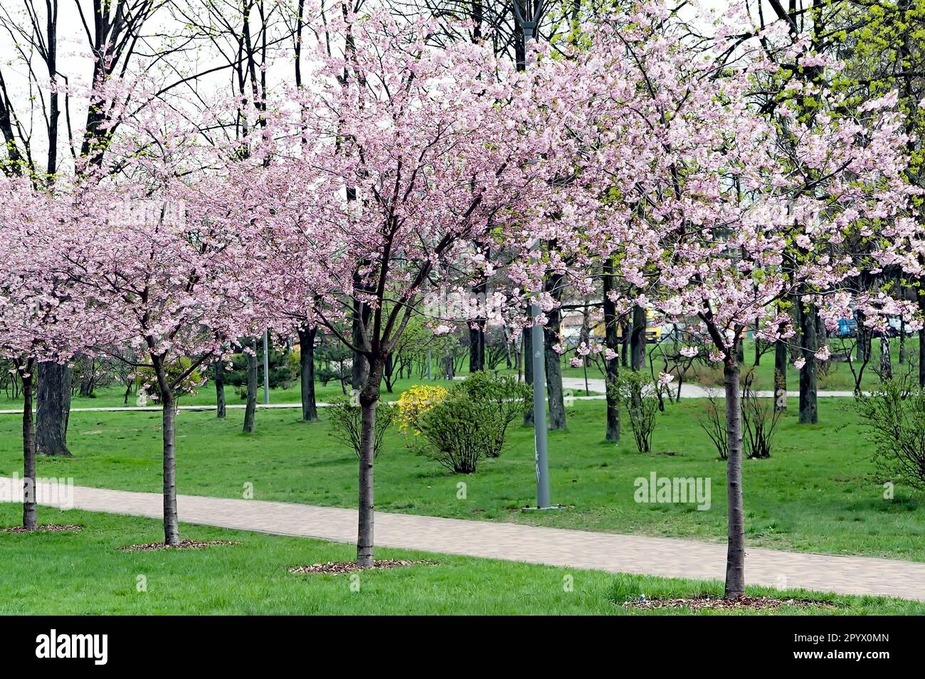 Cherry blossoms in Kyoto park in Kyiv Ukraine Stock Photo - Alamy