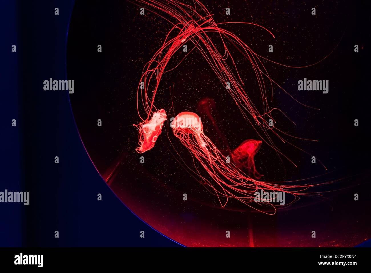 Red highlighted jelly fishes floating in aquarium Stock Photo - Alamy