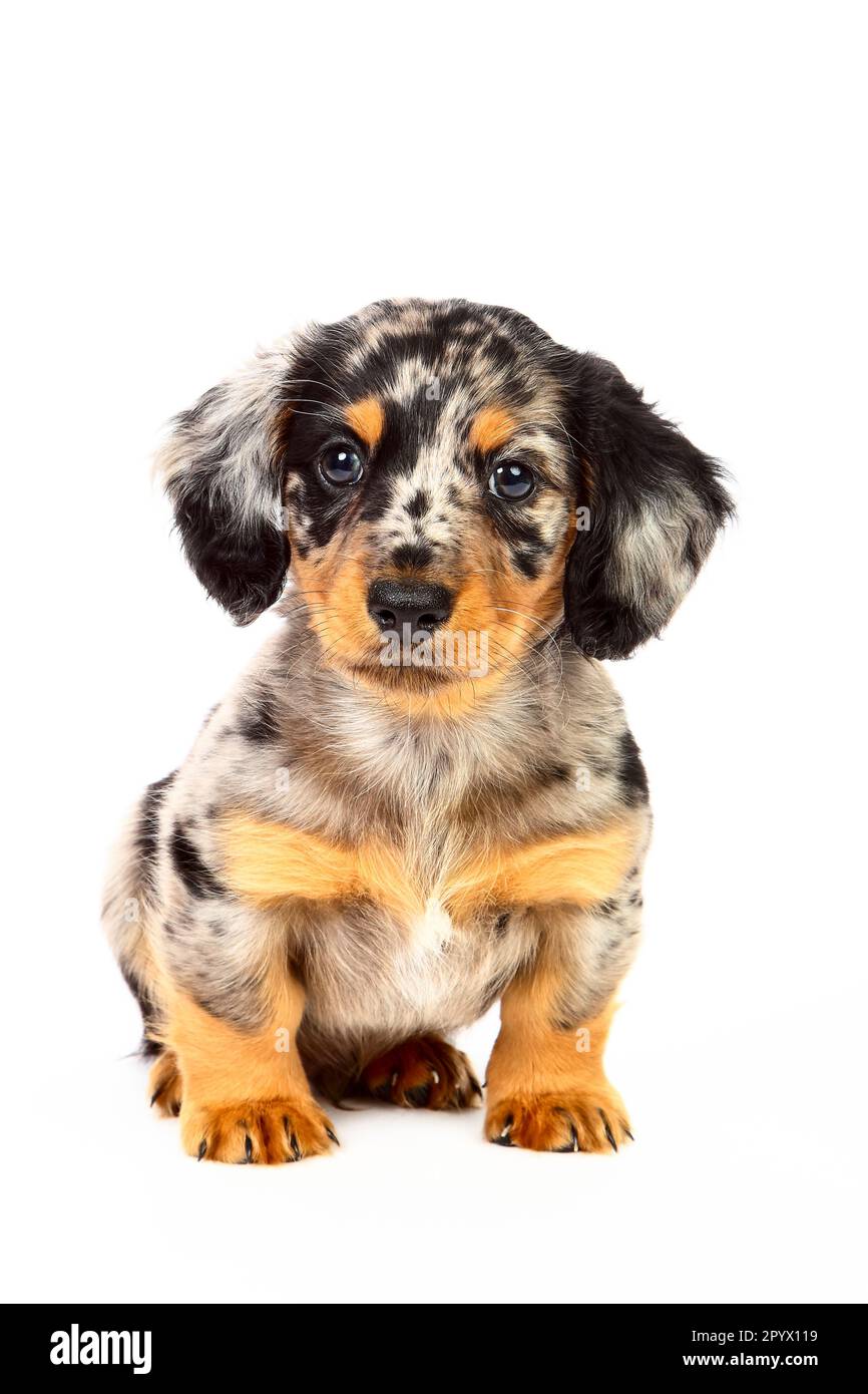 Studio shot photo of a male dachshund puppy dog Stock Photo - Alamy