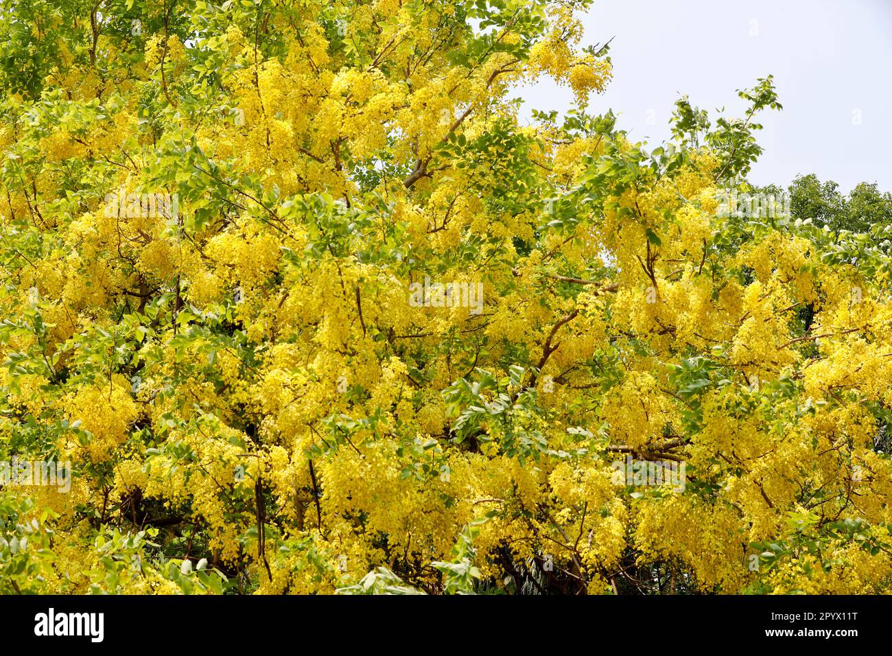 Sonali flower hi-res stock photography and images - Alamy