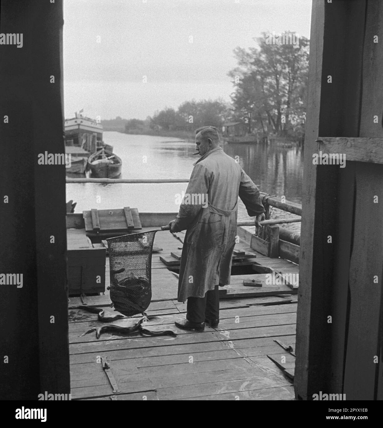 A worker demonstrates the functioning of the eel trap Stock Photo - Alamy